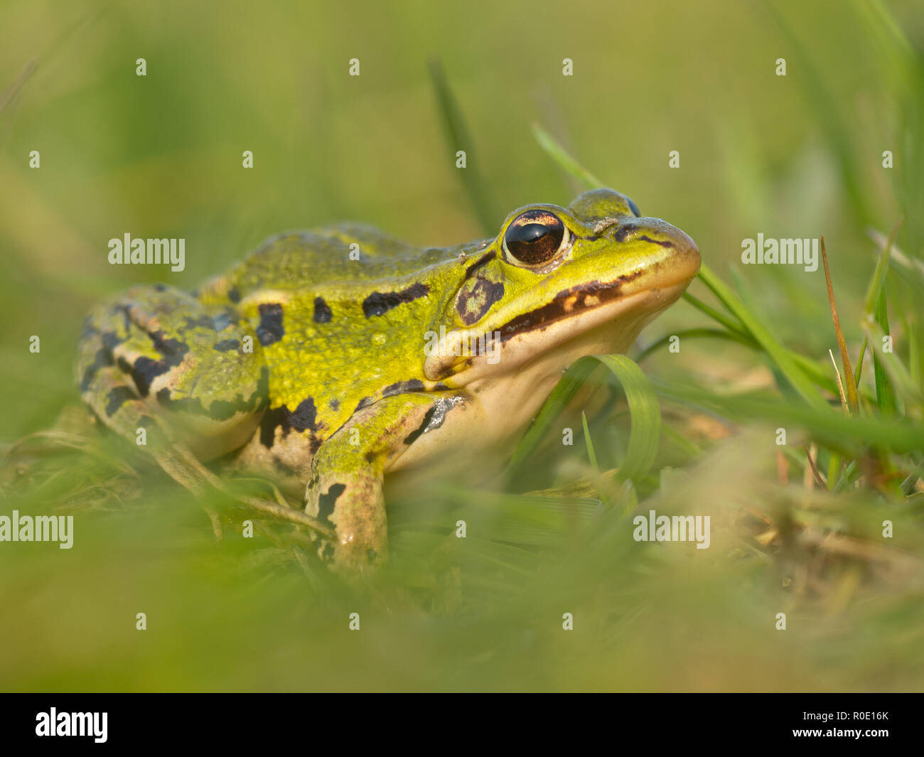 Pool frog (Pelophylax lessonae) in blurred grass field Stock Photo - Alamy