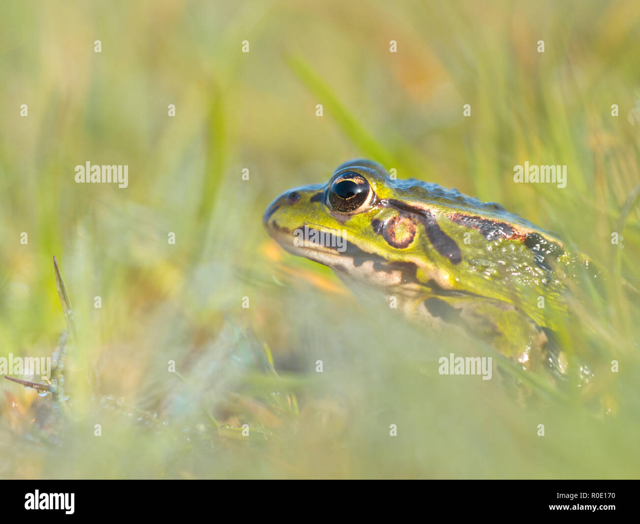 Green frog is hiding in grass with morning dew Stock Photo - Alamy