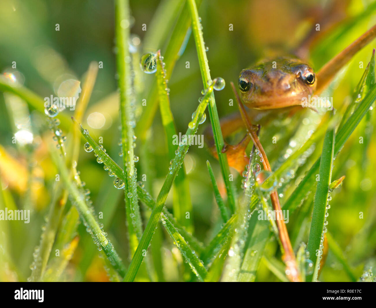 Common newt grass hi-res stock photography and images - Alamy