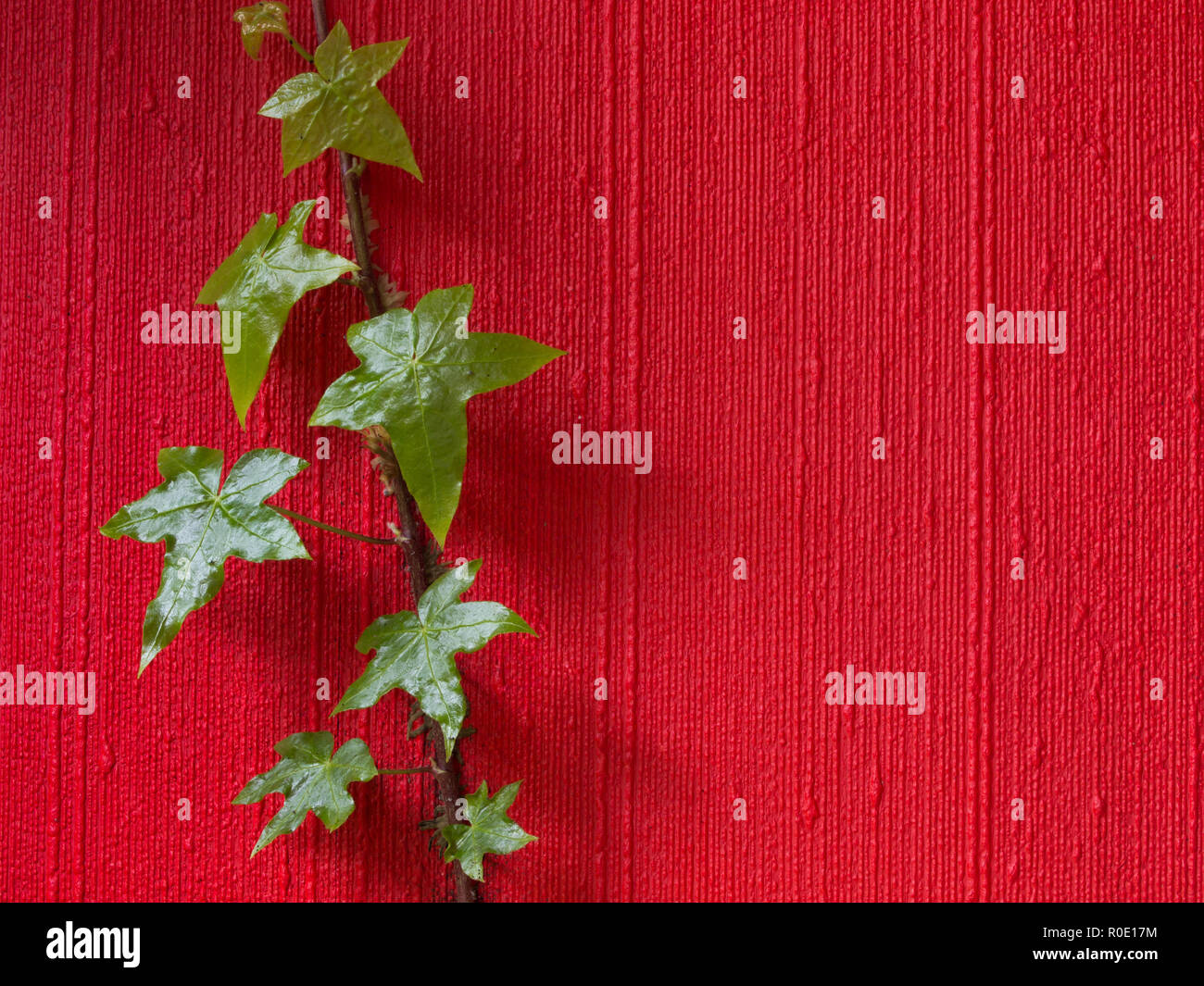 Hedera is growing on red wallpaper of a living room Stock Photo - Alamy