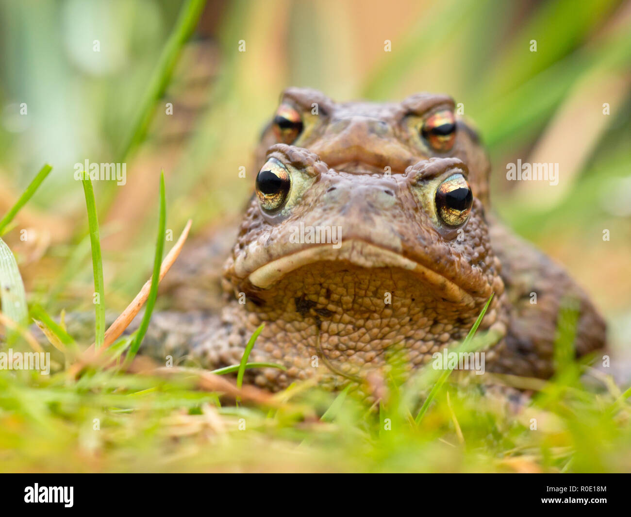 Gewone pad hi-res stock photography and images - Alamy