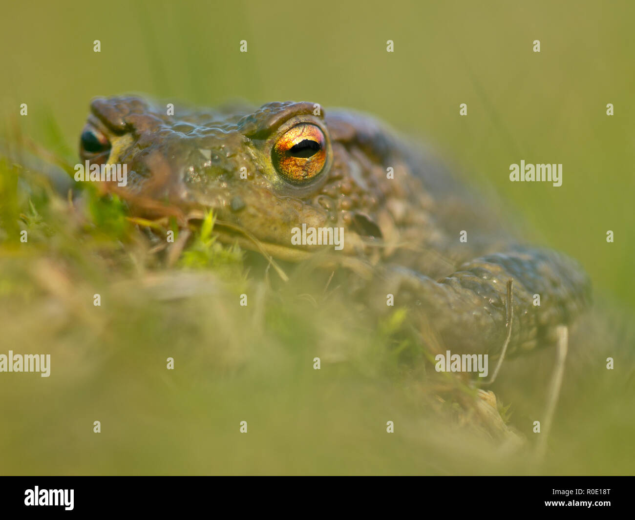 Gewone pad hi-res stock photography and images - Alamy