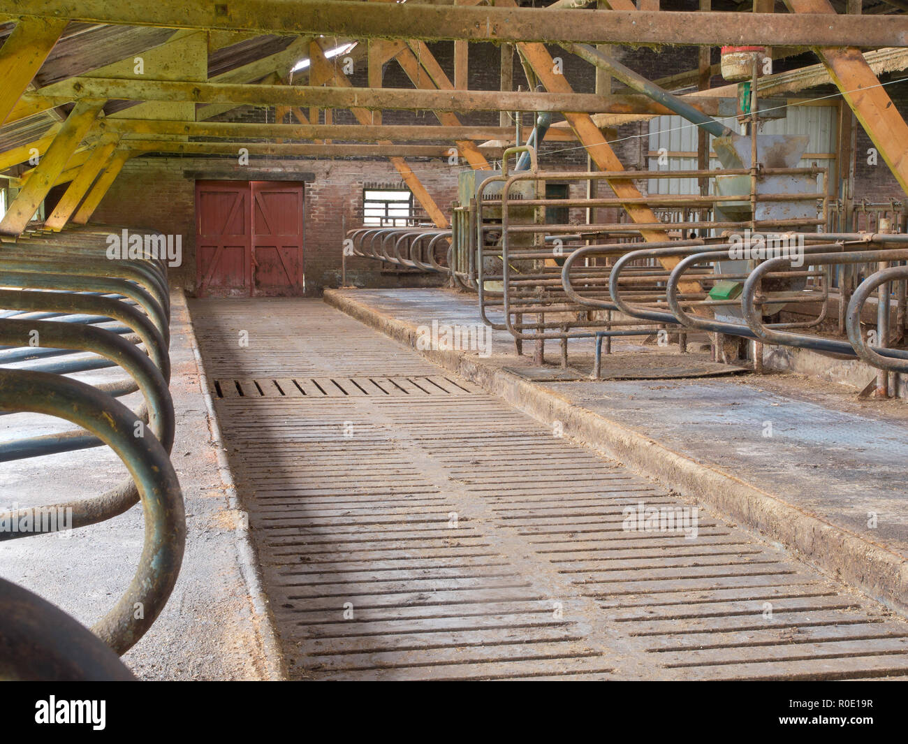 Cow cubicles hi-res stock photography and images - Alamy