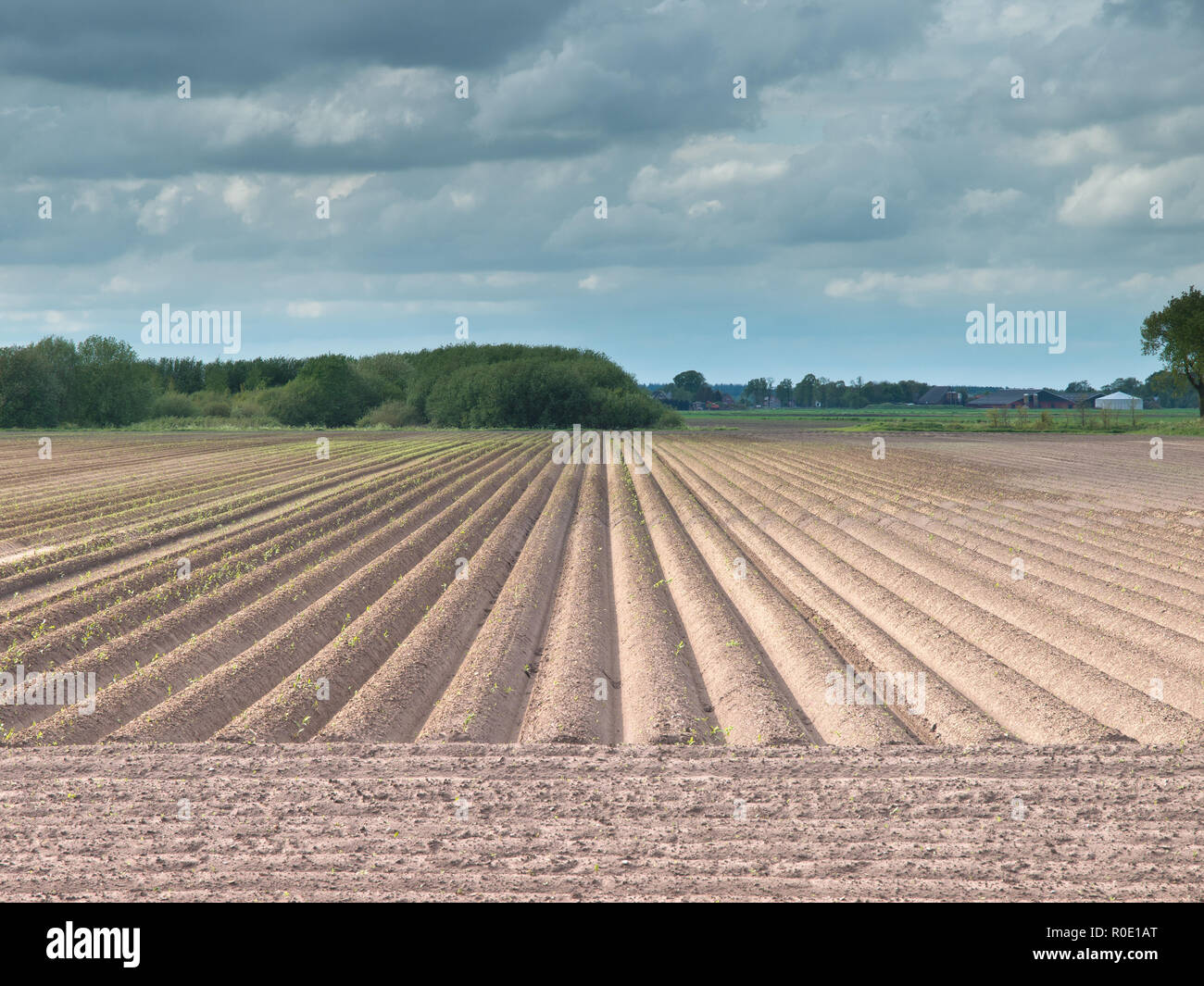 Spring planted crop hi-res stock photography and images - Alamy