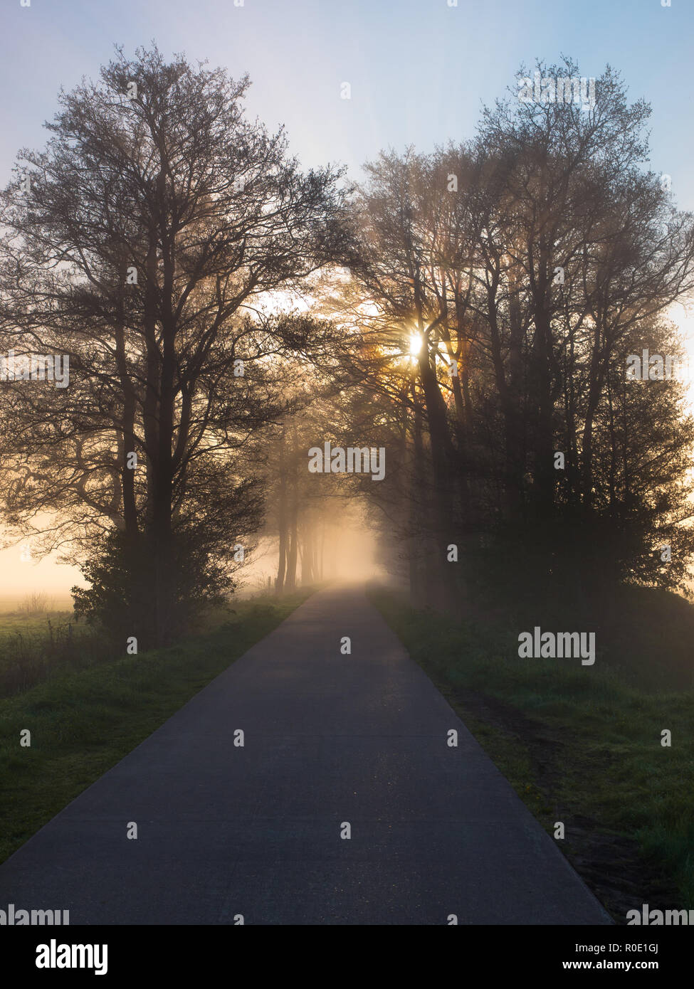 De zon schijnt door de bomen tijdens de ochtend vlak na zonsopkomst ...