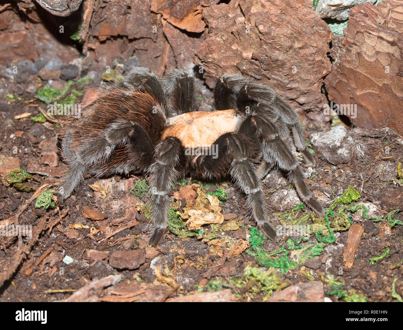 Tarantula spider (Brachypelma albiceps) in a terrarium Stock Photo - Alamy Tarantula spider (Brachypelma albiceps) in a terrarium Stock Photo - Alamy