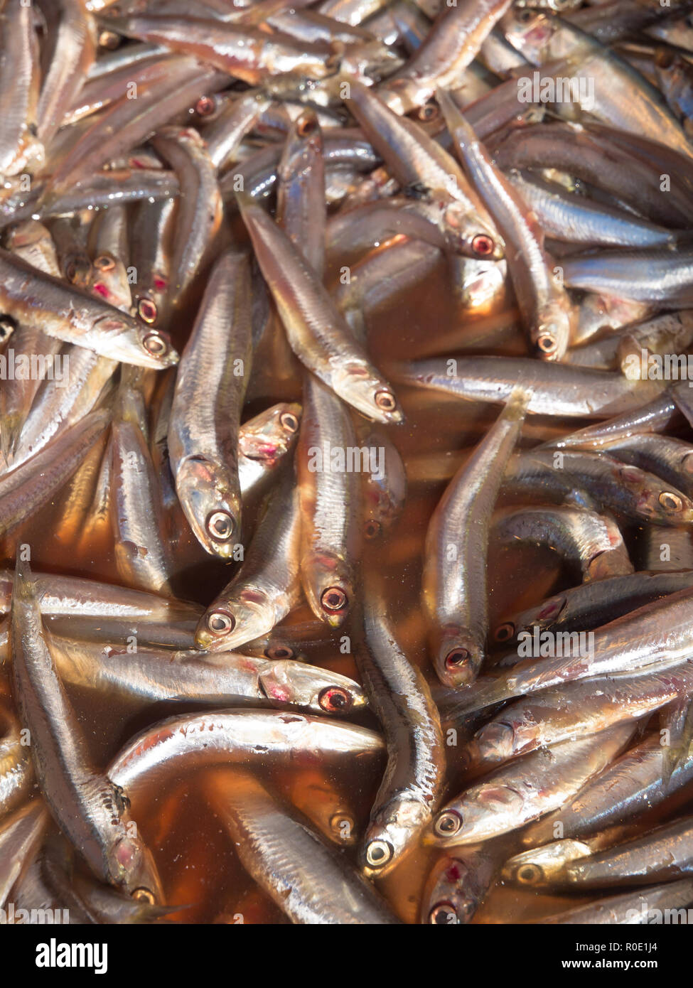 Fresh anchovy in a market stall Stock Photo - Alamy