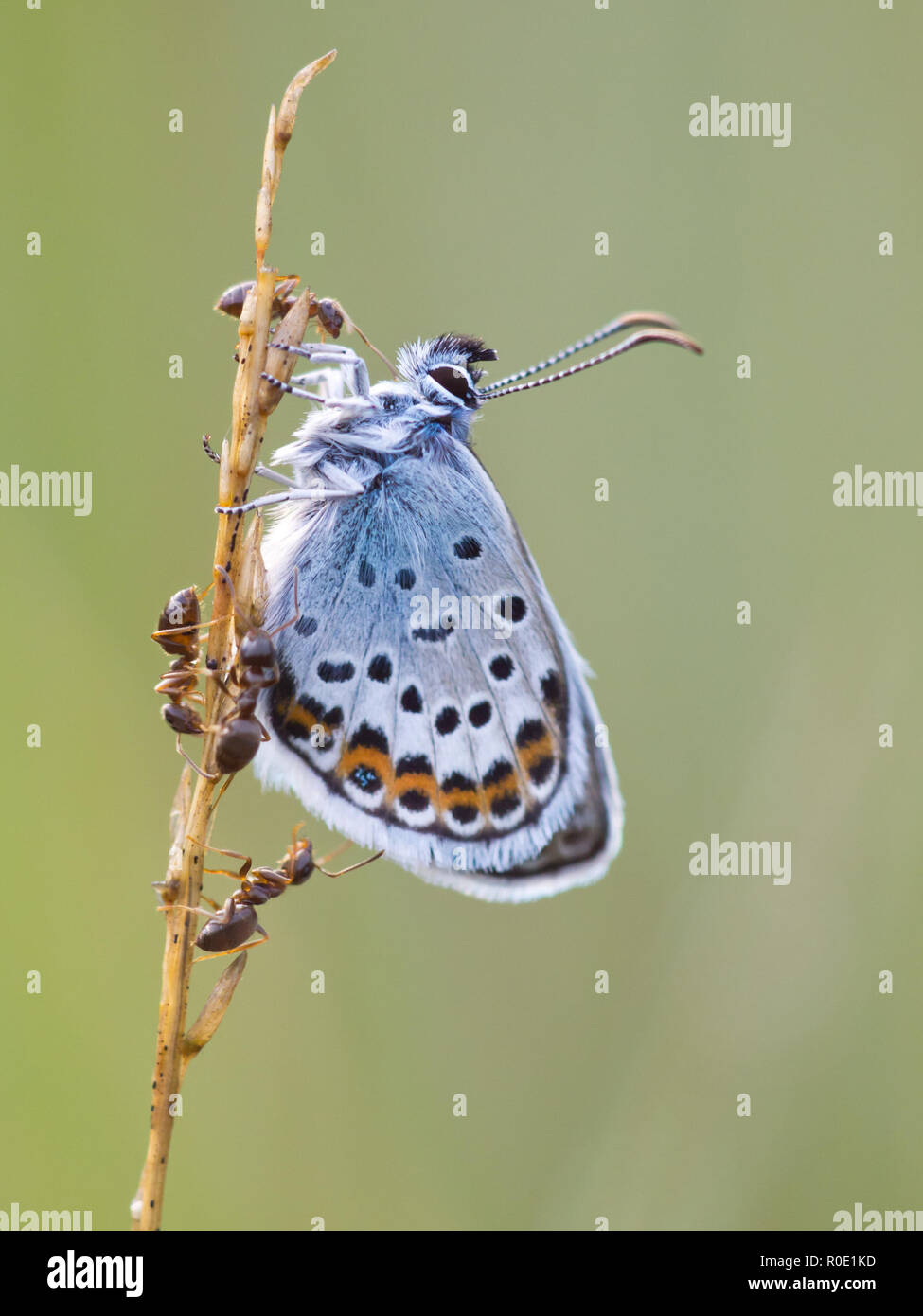Silver Studded Blue Butterfly (plebeius argus) is being protected by ...