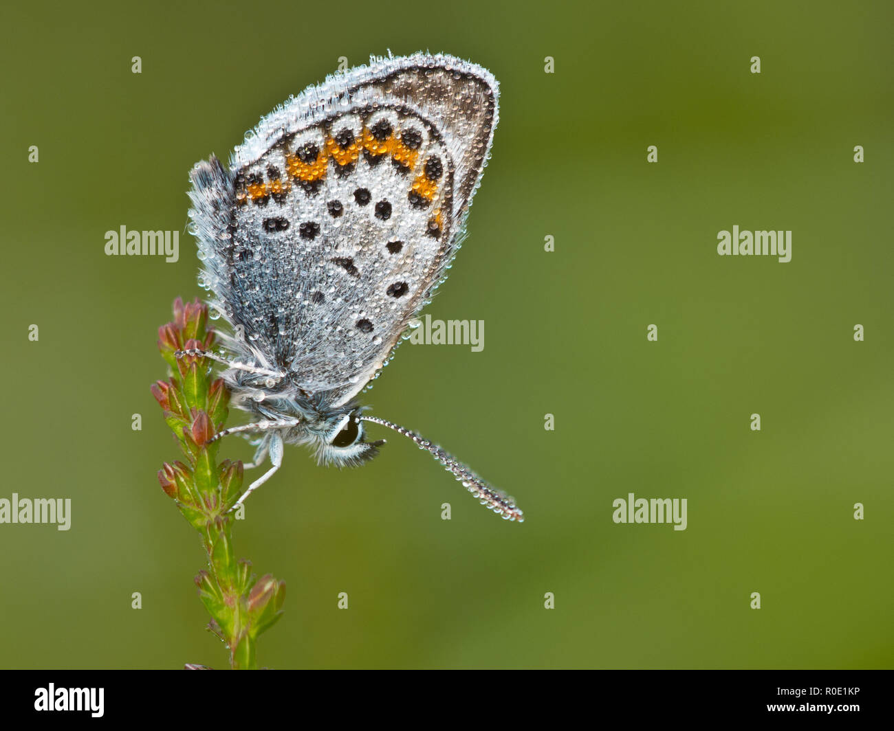 Silver Studded Blue Butterfly (plebeius argus) covered in mornig dew ...