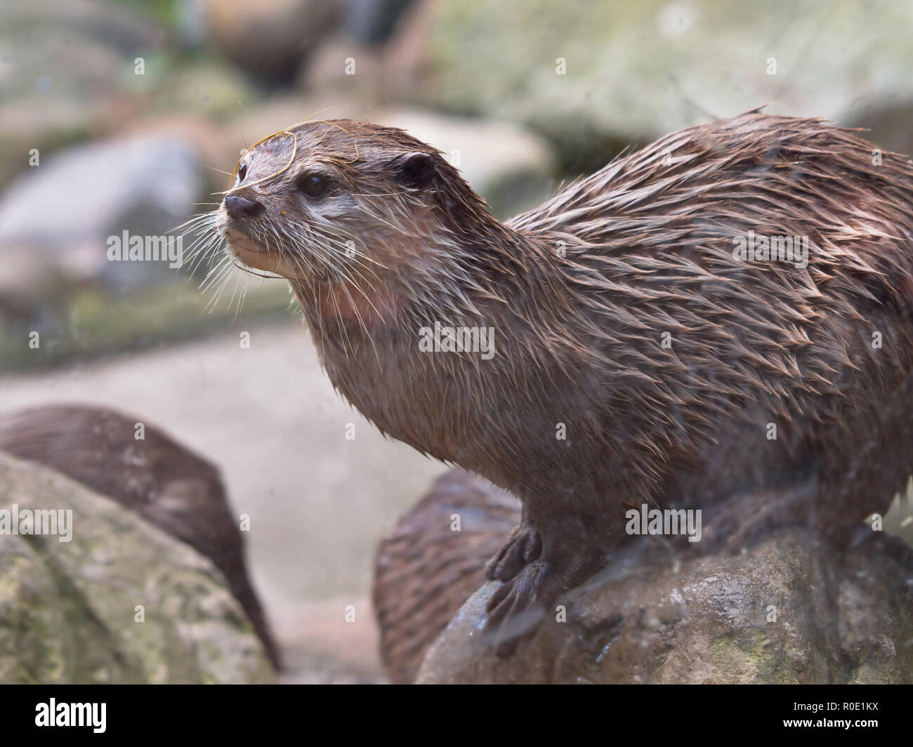 Otter sitting on rocks hi-res stock photography and images - Alamy