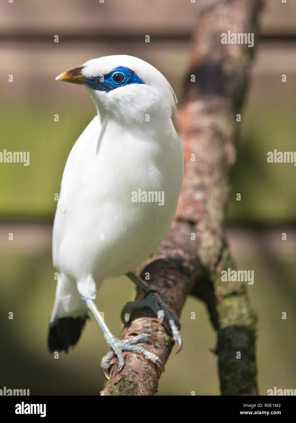 Bali myna hi-res stock photography and images - Alamy