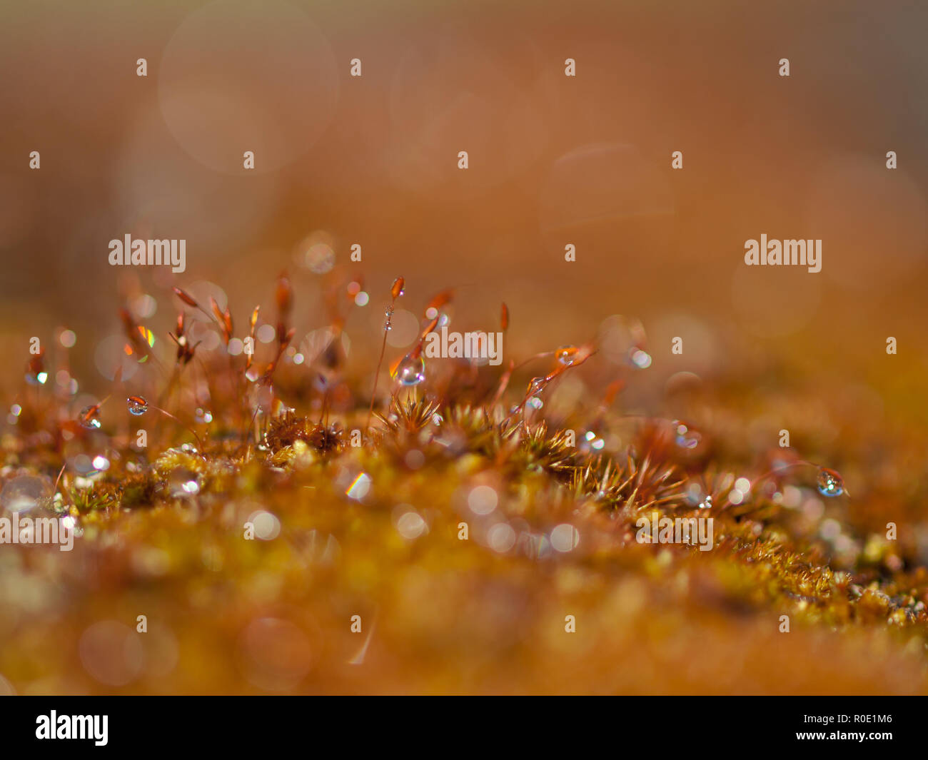 Wet close up drop mist dew fresh hi-res stock photography and images ...