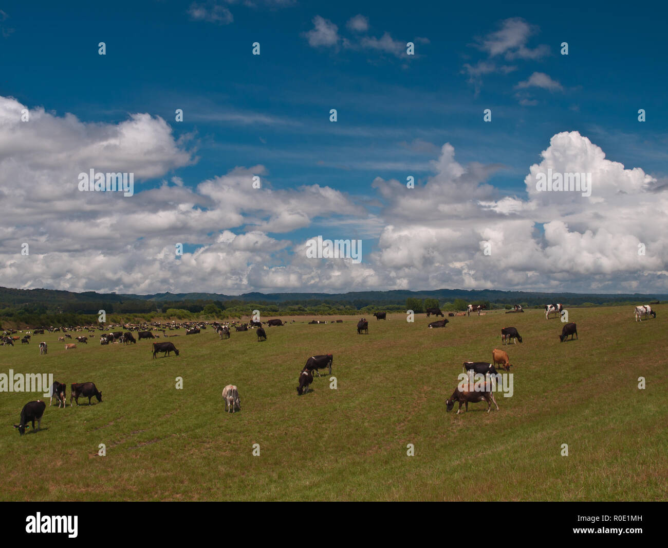Cows grazing in grassy hi-res stock photography and images - Alamy