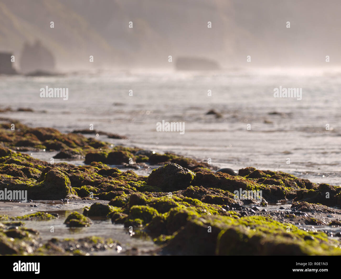 Stone with green algae on sandy beach hi-res stock photography and ...