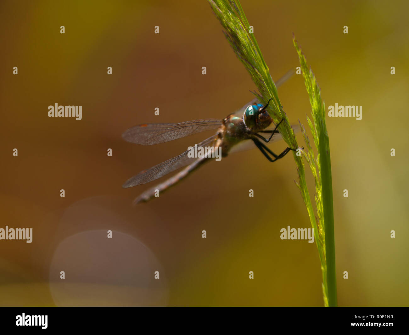 Helicopter Damselfly High Resolution Stock Photography and Images - Alamy