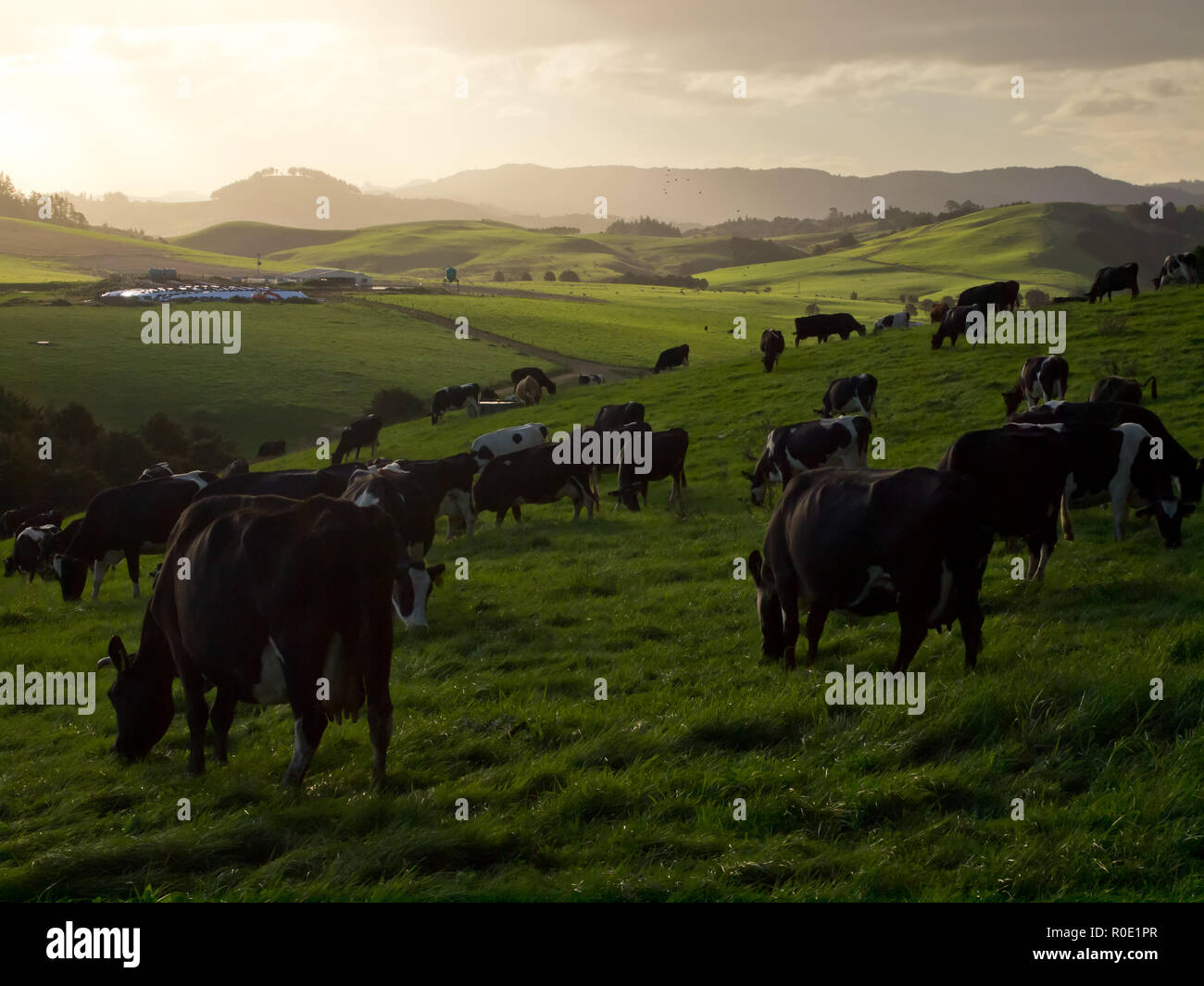 cows during sunset in new zealand countryside Stock Photo - Alamy