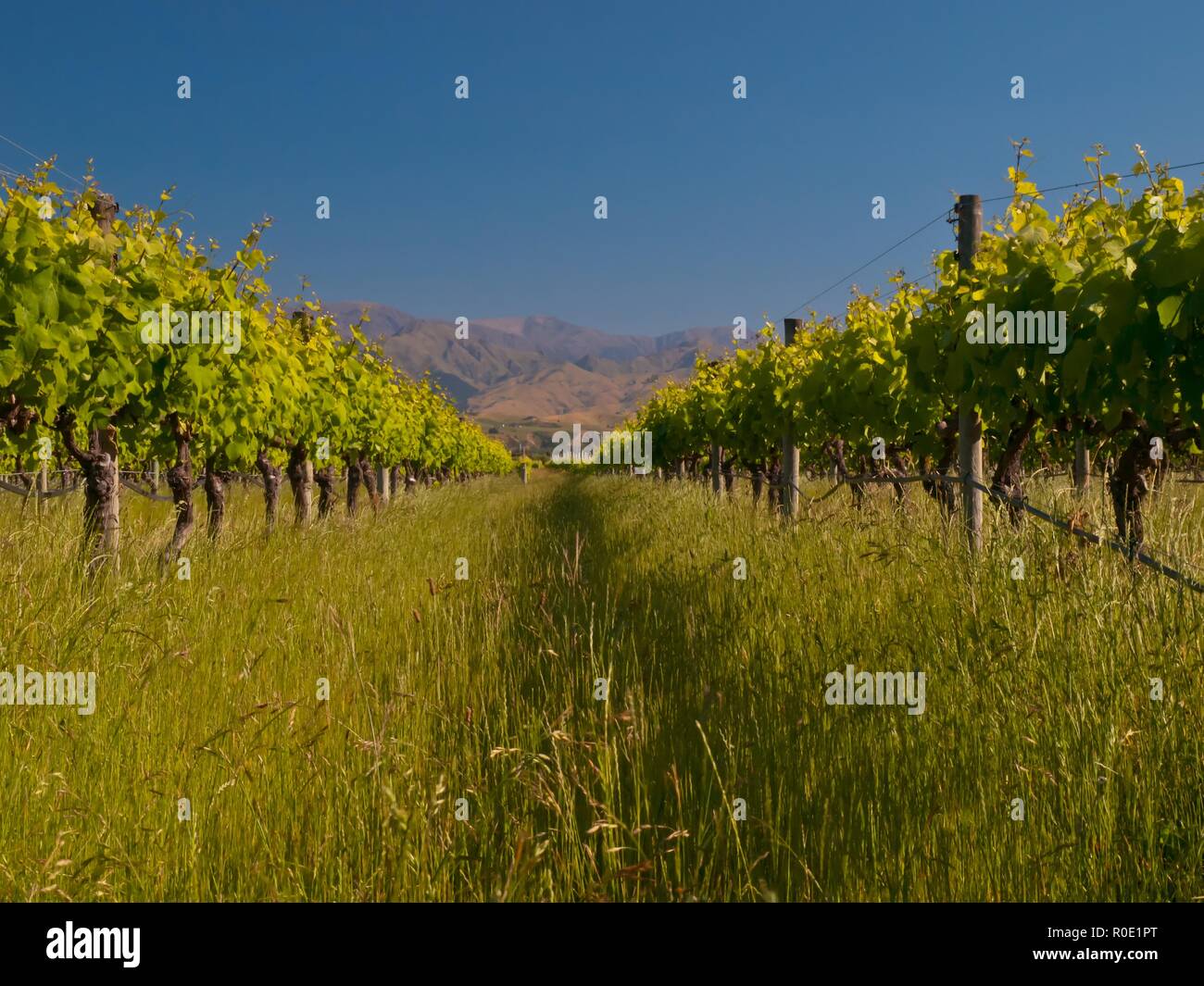 A view of a vineyard with hills in the rear Stock Photo - Alamy