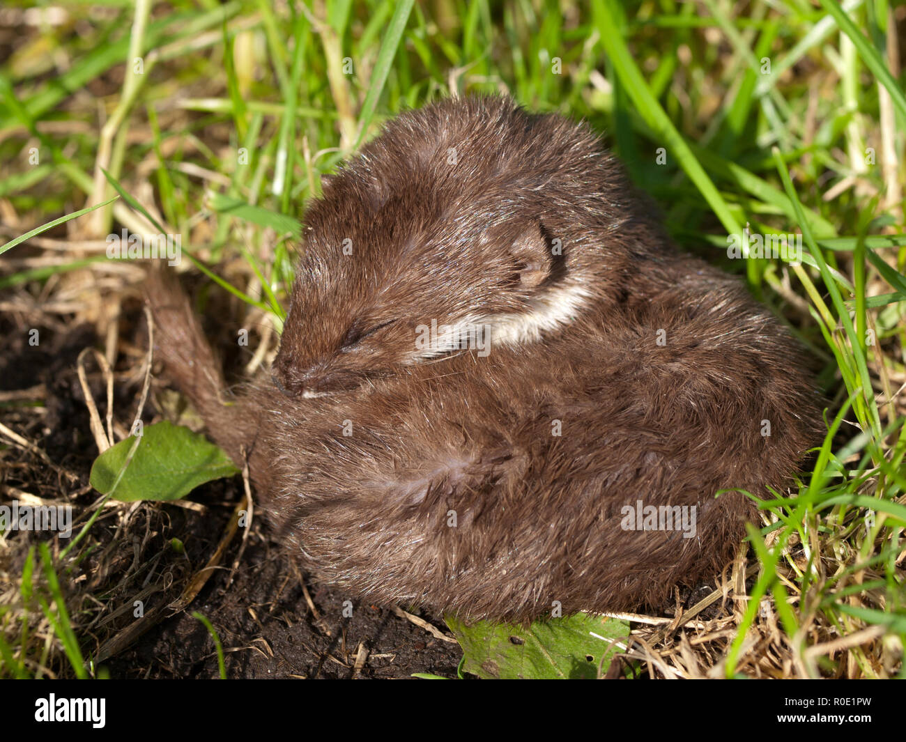 A wild weasel is sleeping in the grass Stock Photo - Alamy