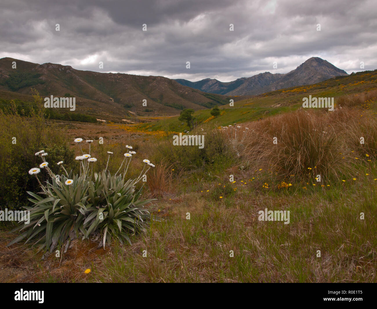 Mountain daisy in subalpine meadow in New Zealand mountains Stock Photo ...