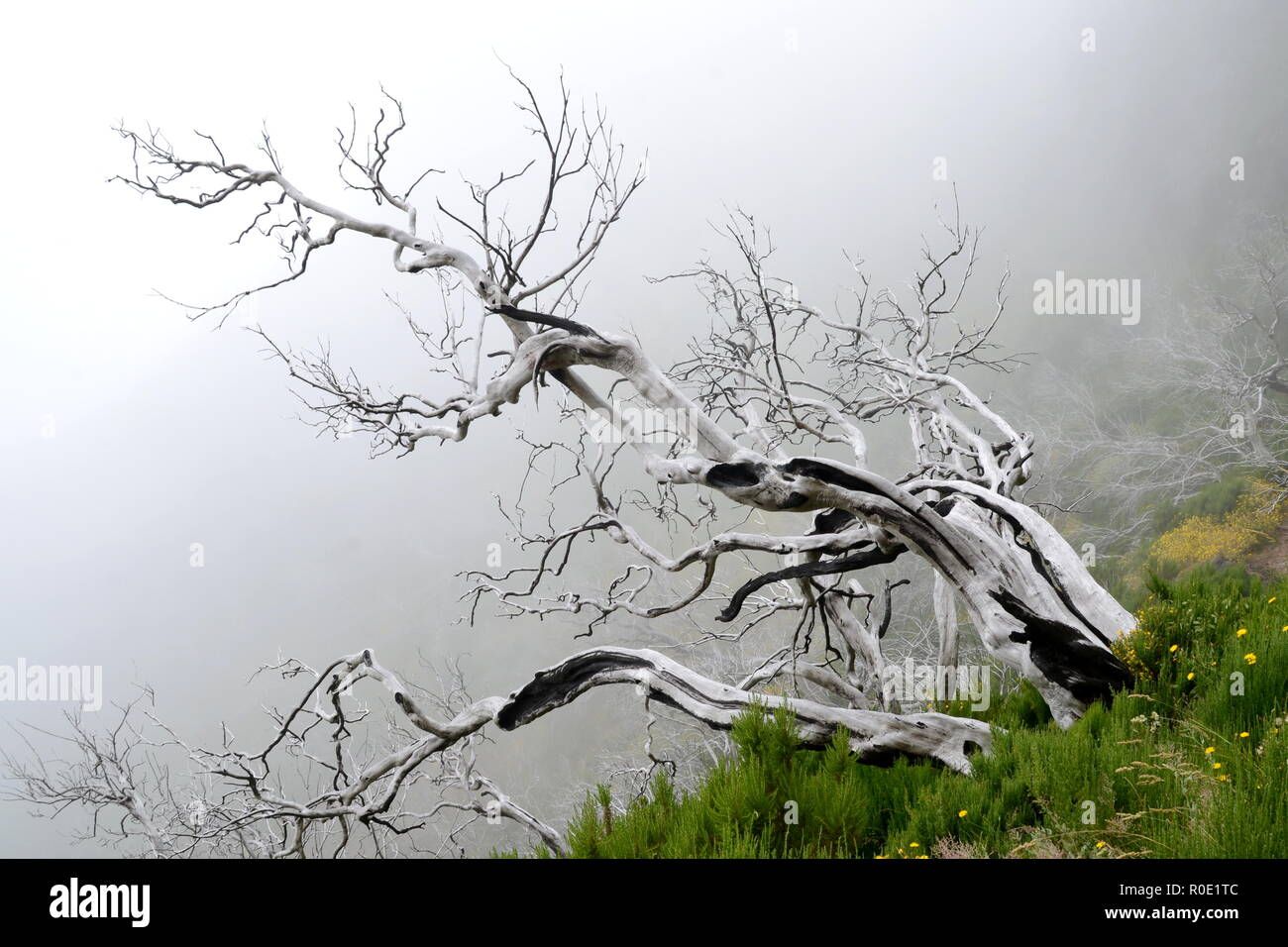Dead trees between Pico Areeiro and Pico Ruivo; the trees died in a ...