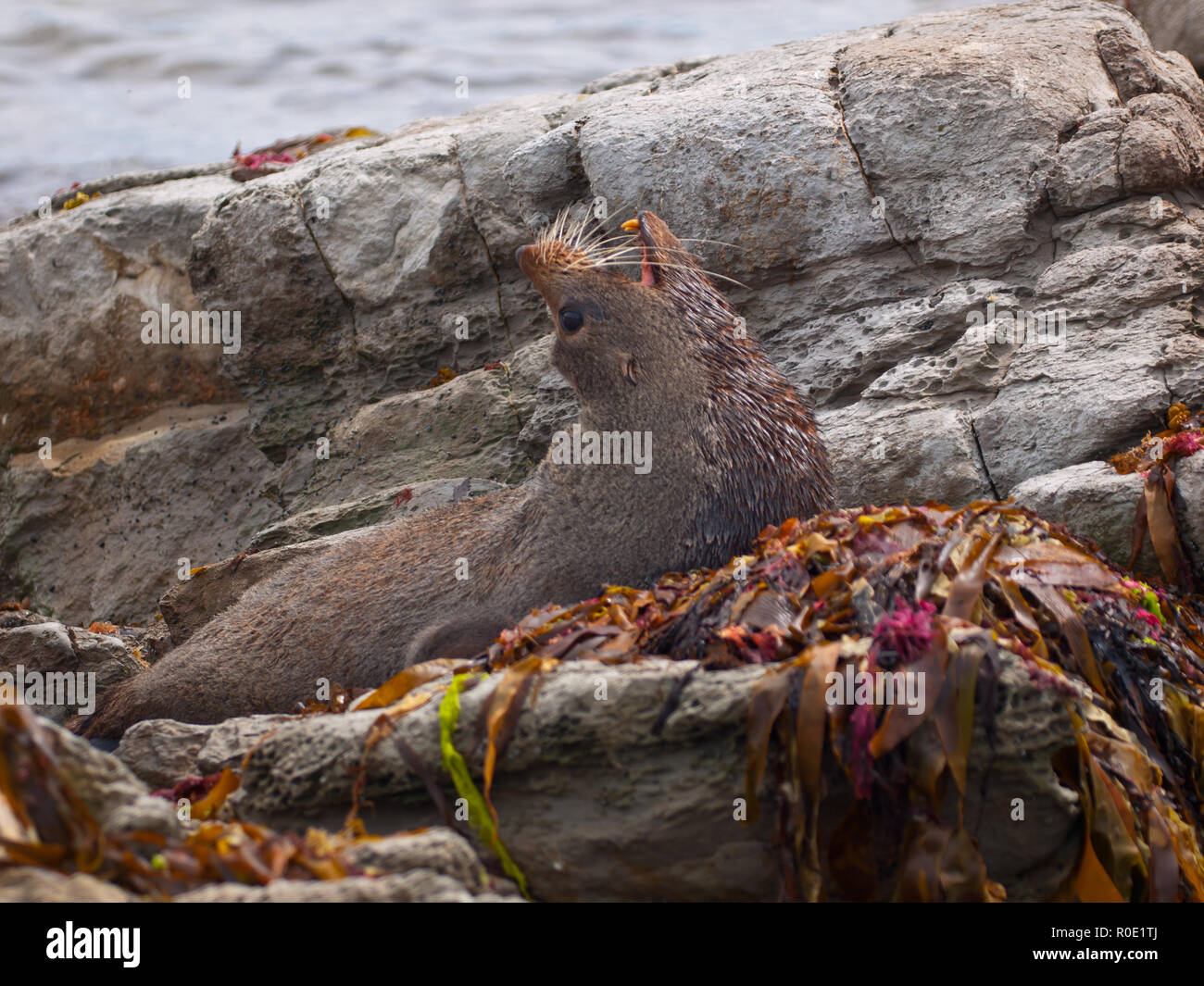 Yawning stone hi-res stock photography and images - Alamy