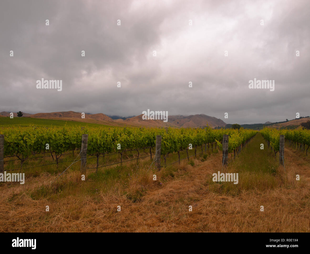 Scenic vineyard landscape under hi-res stock photography and images - Alamy