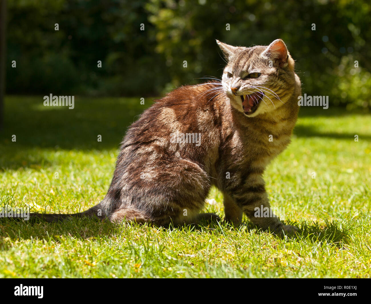 very agressive yelling cat in a garden setting Stock Photo - Alamy