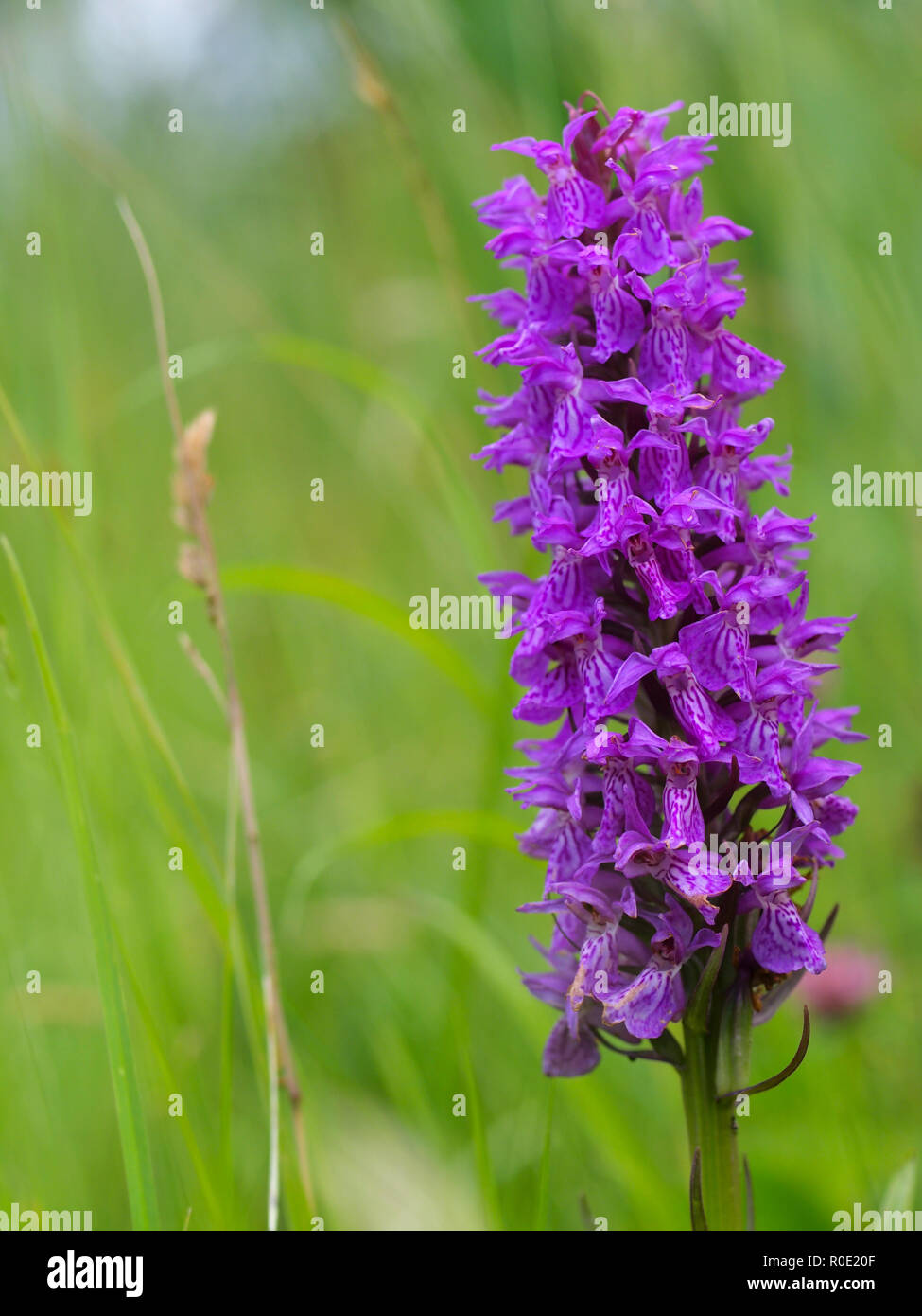 Wild marsh hi-res stock photography and images - Alamy