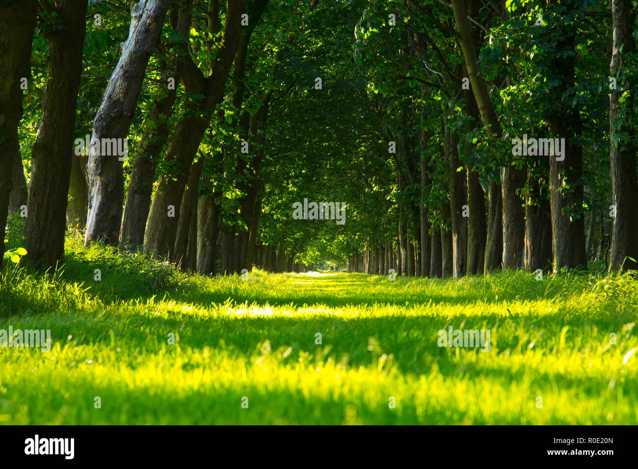 endless green lane with grassy floor Stock Photo - Alamy