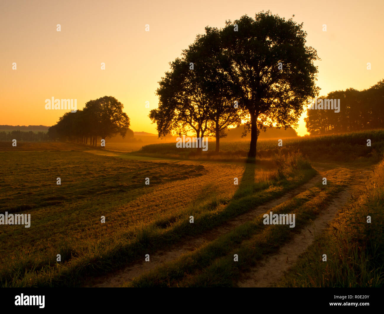 back lit trees along a track during sunrise Stock Photo - Alamy