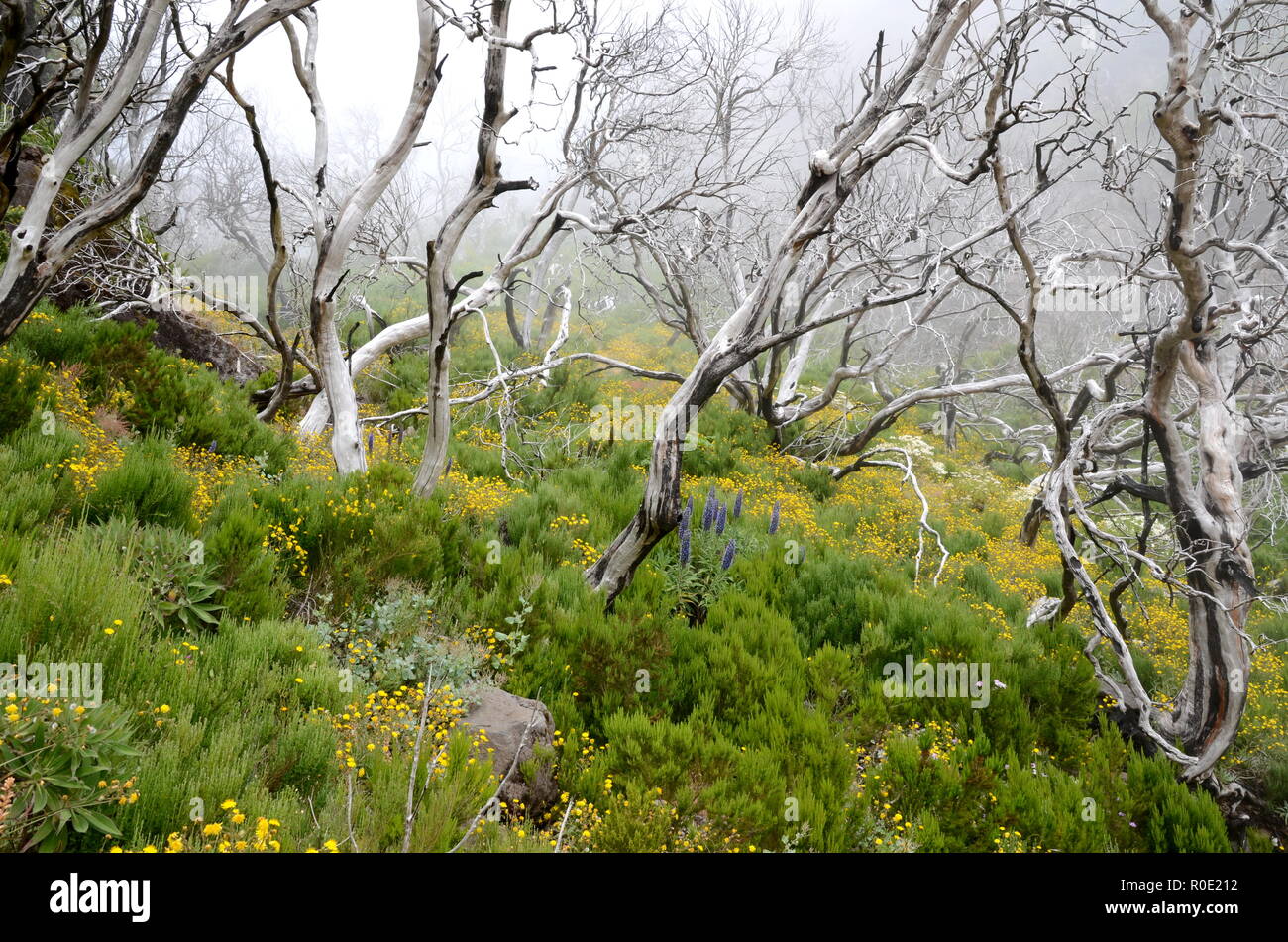 Dead trees between Pico Areeiro and Pico Ruivo; the trees died in a ...