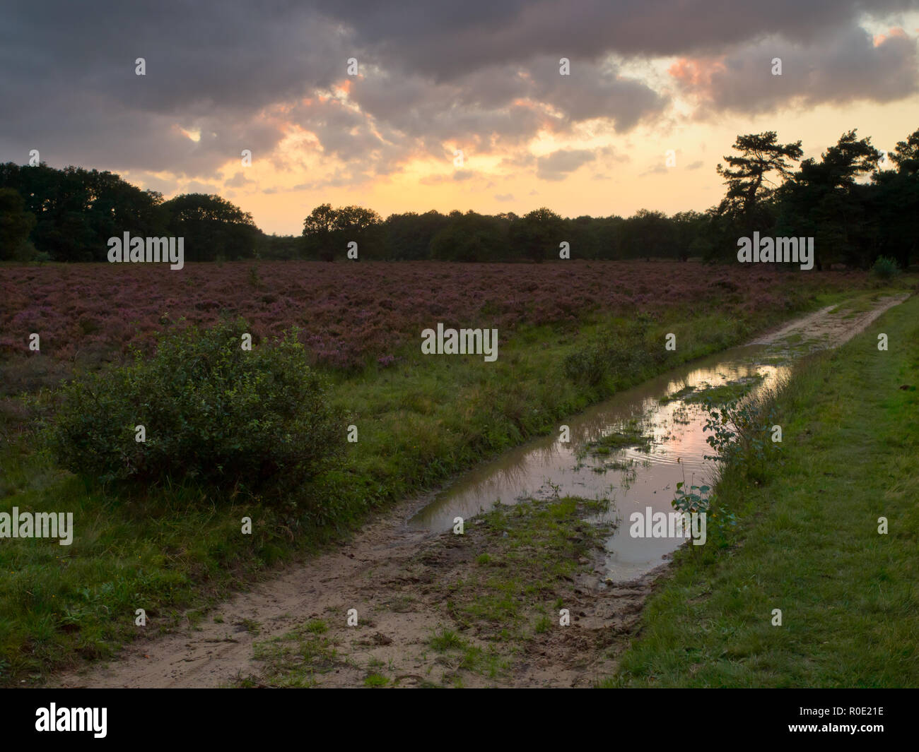 A wet trail with a water sheet in dutch heathland during sunset Stock ...