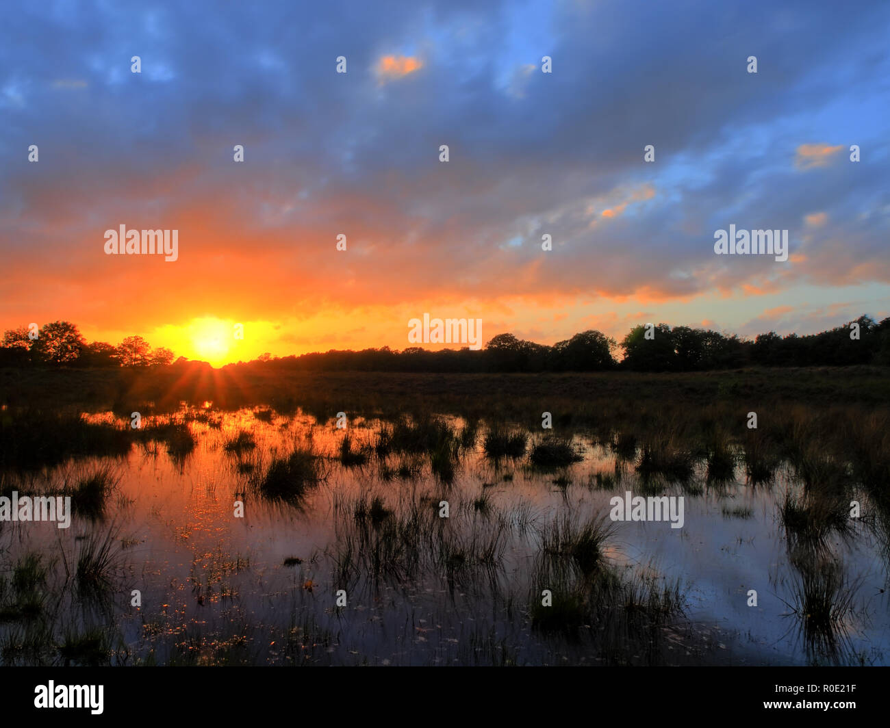 Wet heathland hi-res stock photography and images - Alamy