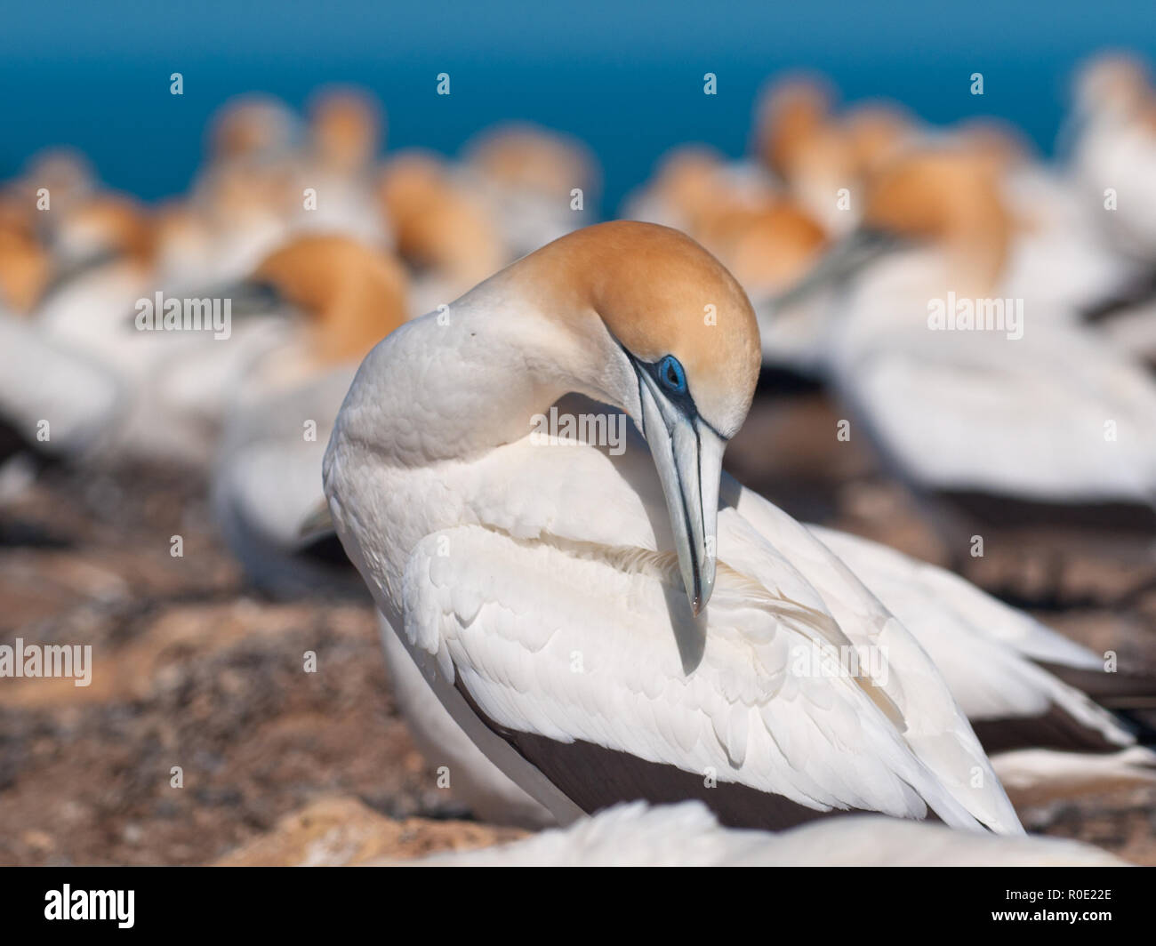 Australasian gannet in a colony is taking care of feathers Stock Photo ...