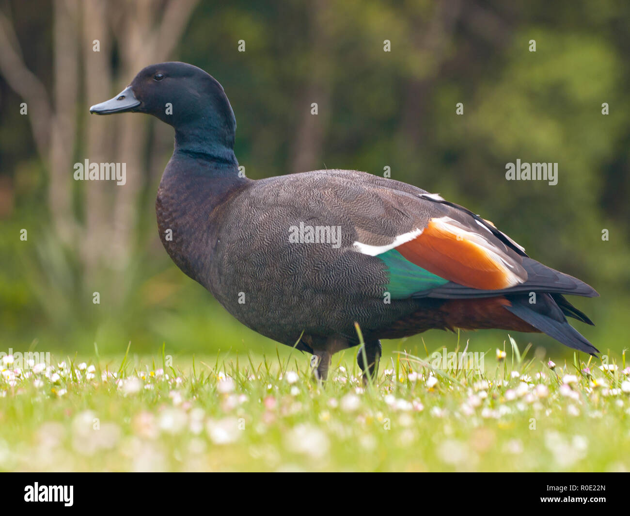 male paradise duck seen from the side Stock Photo - Alamy