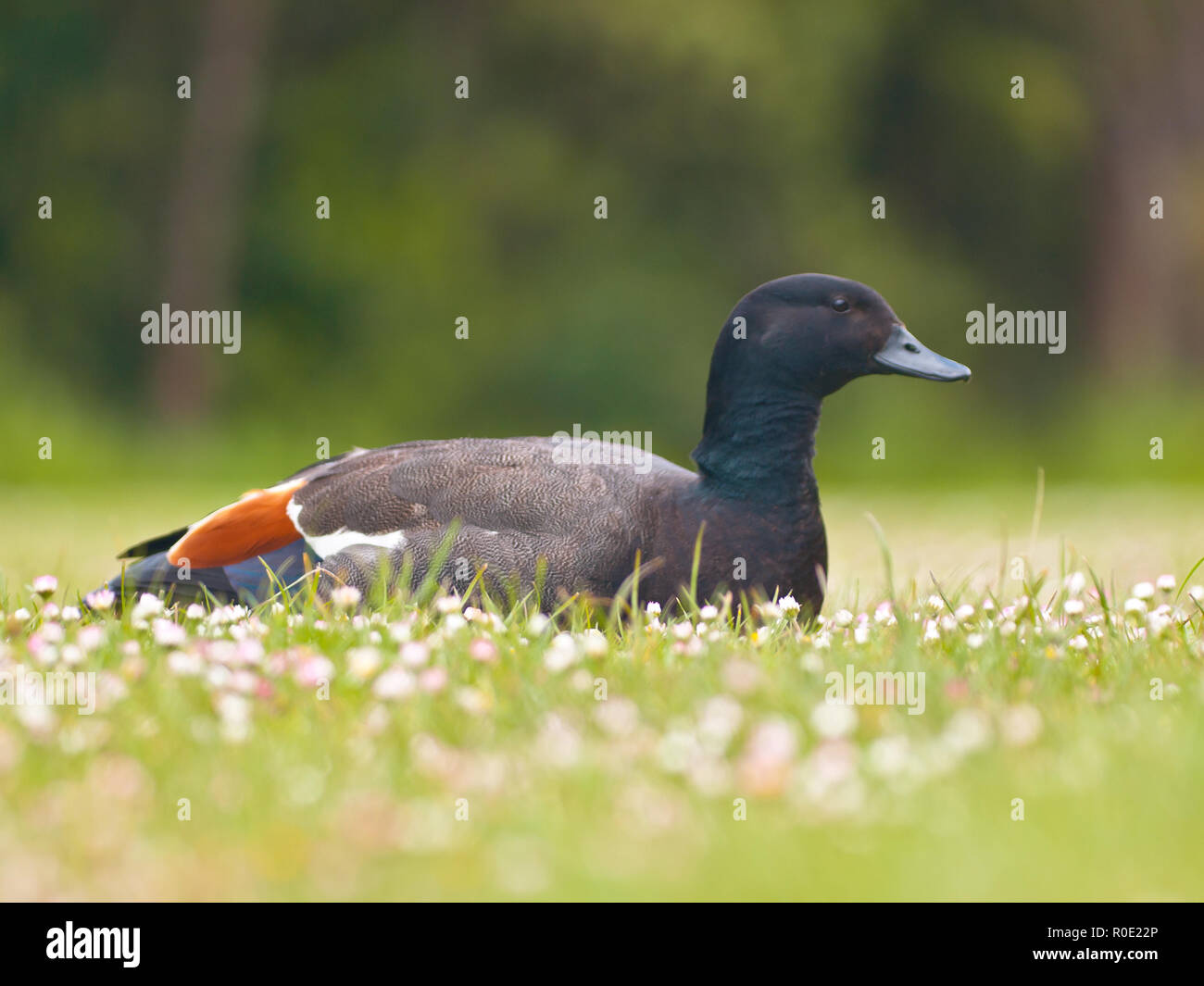 Male paradise duck hi-res stock photography and images - Alamy