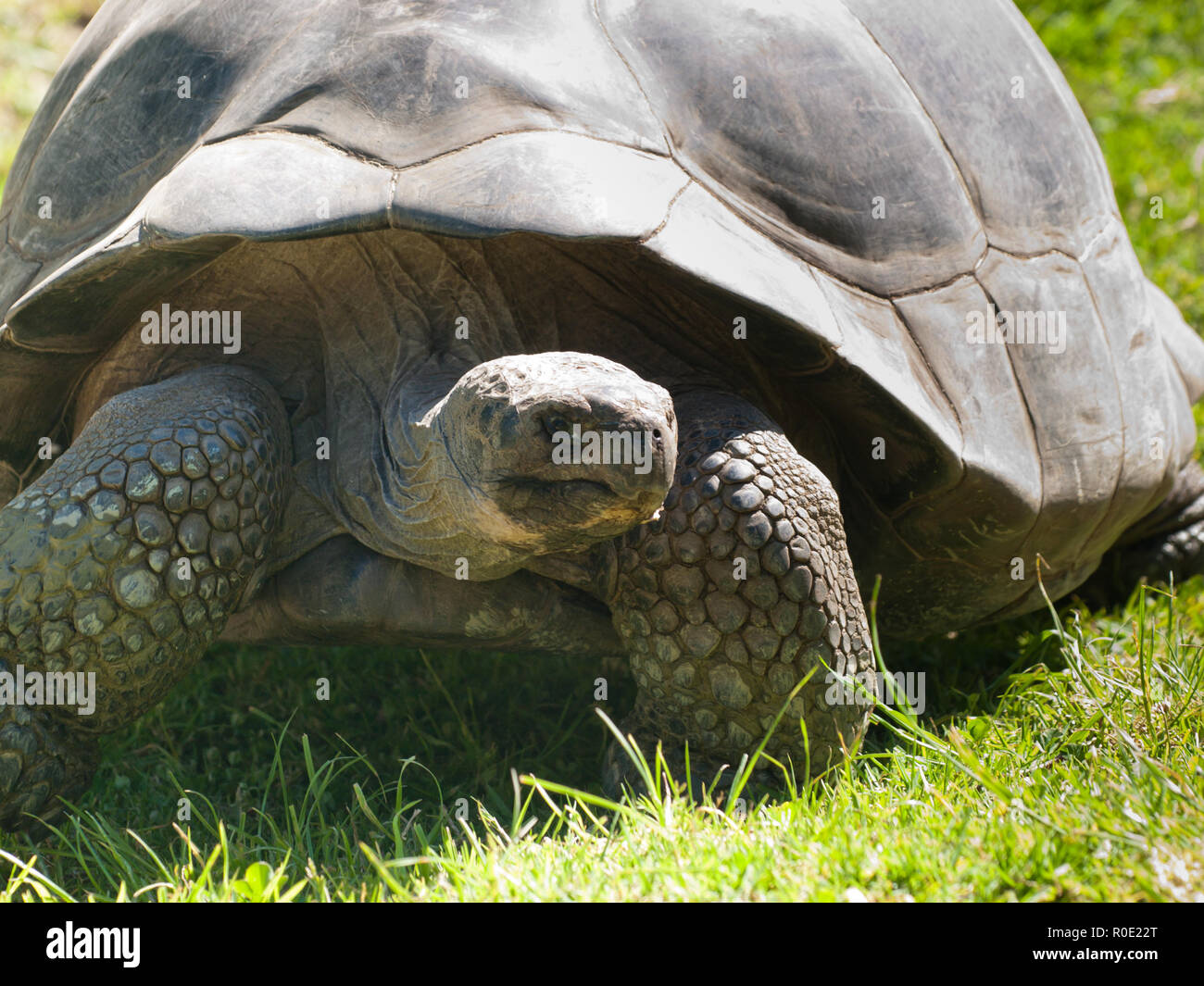 Geochelone elephantopus hi-res stock photography and images - Alamy