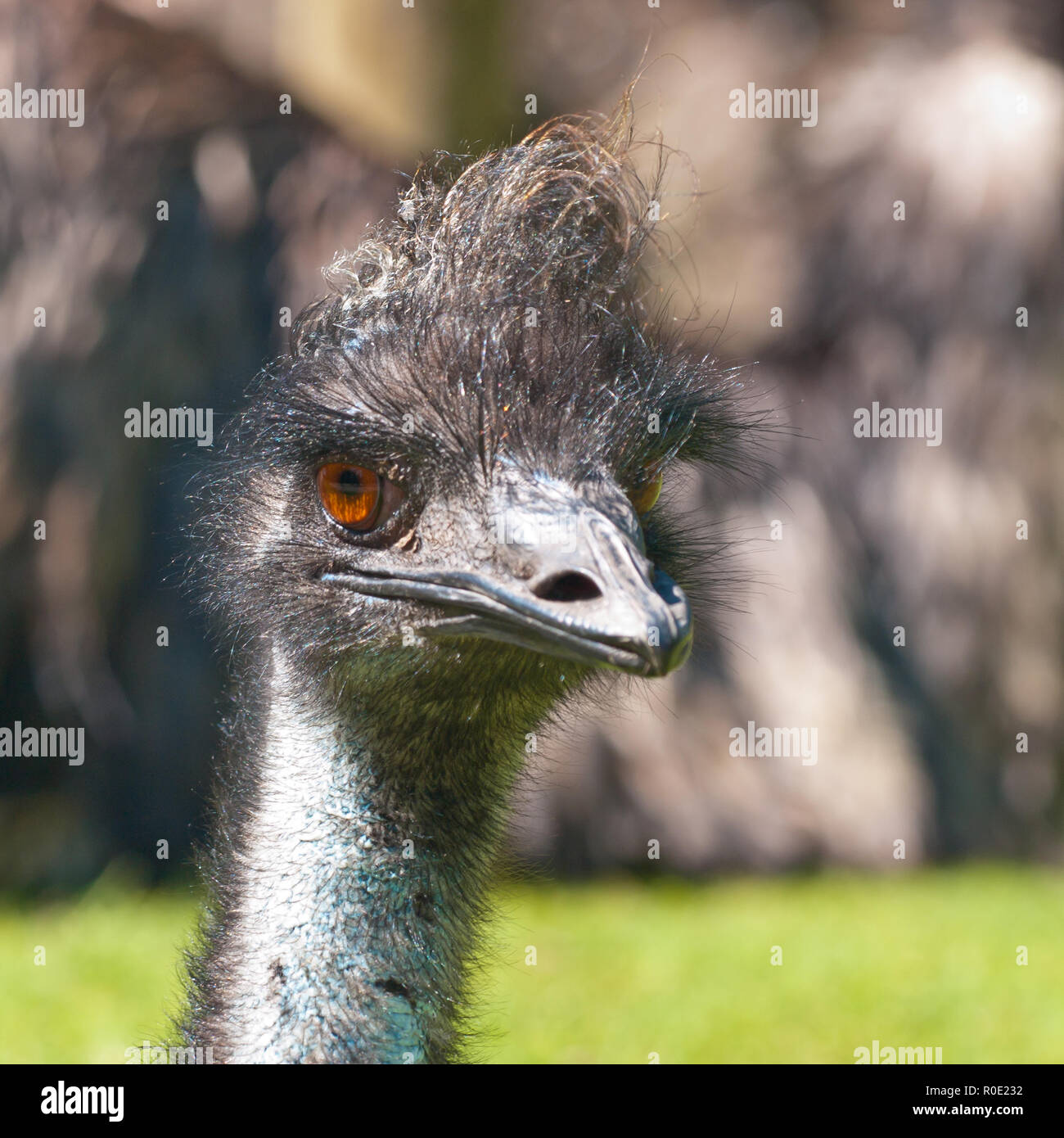 Head of an emu, the largest native bird in Australia Stock Photo - Alamy