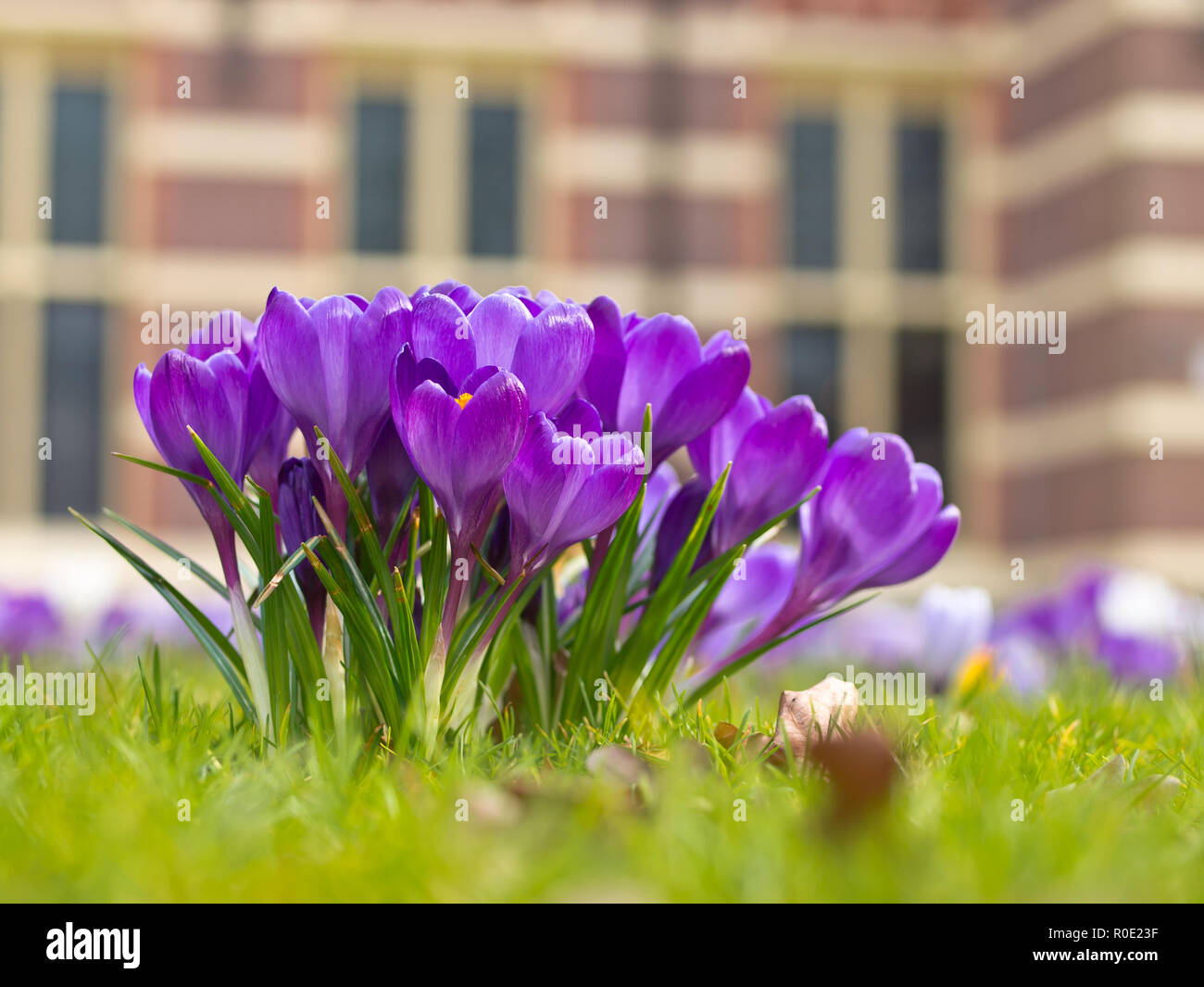 Een groep paarse bloeiende krokussen in een grasveld Stock Photo - Alamy