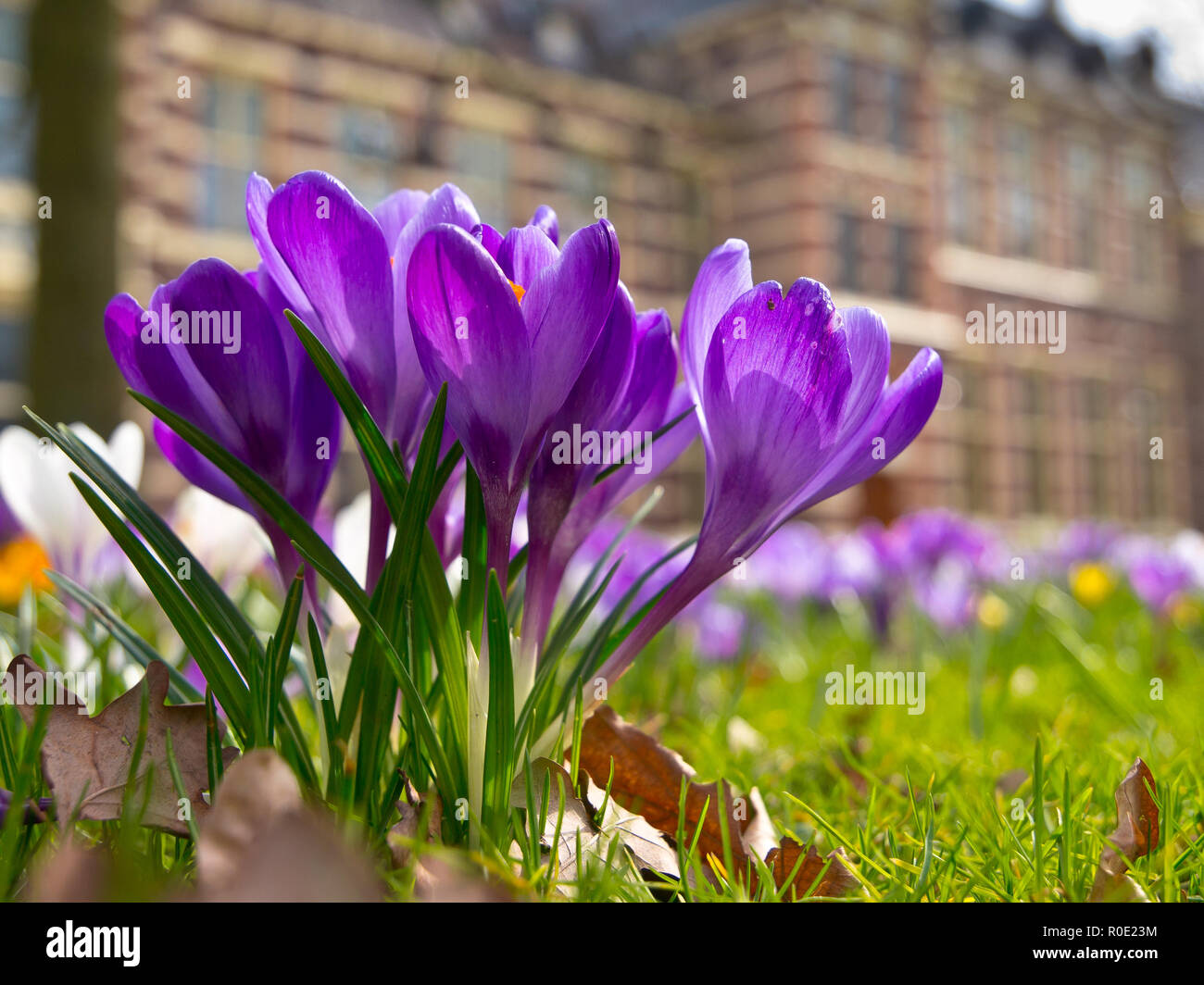 Bloeiende paarse krokussen voor het Drents Museum in Assen Stock Photo ...