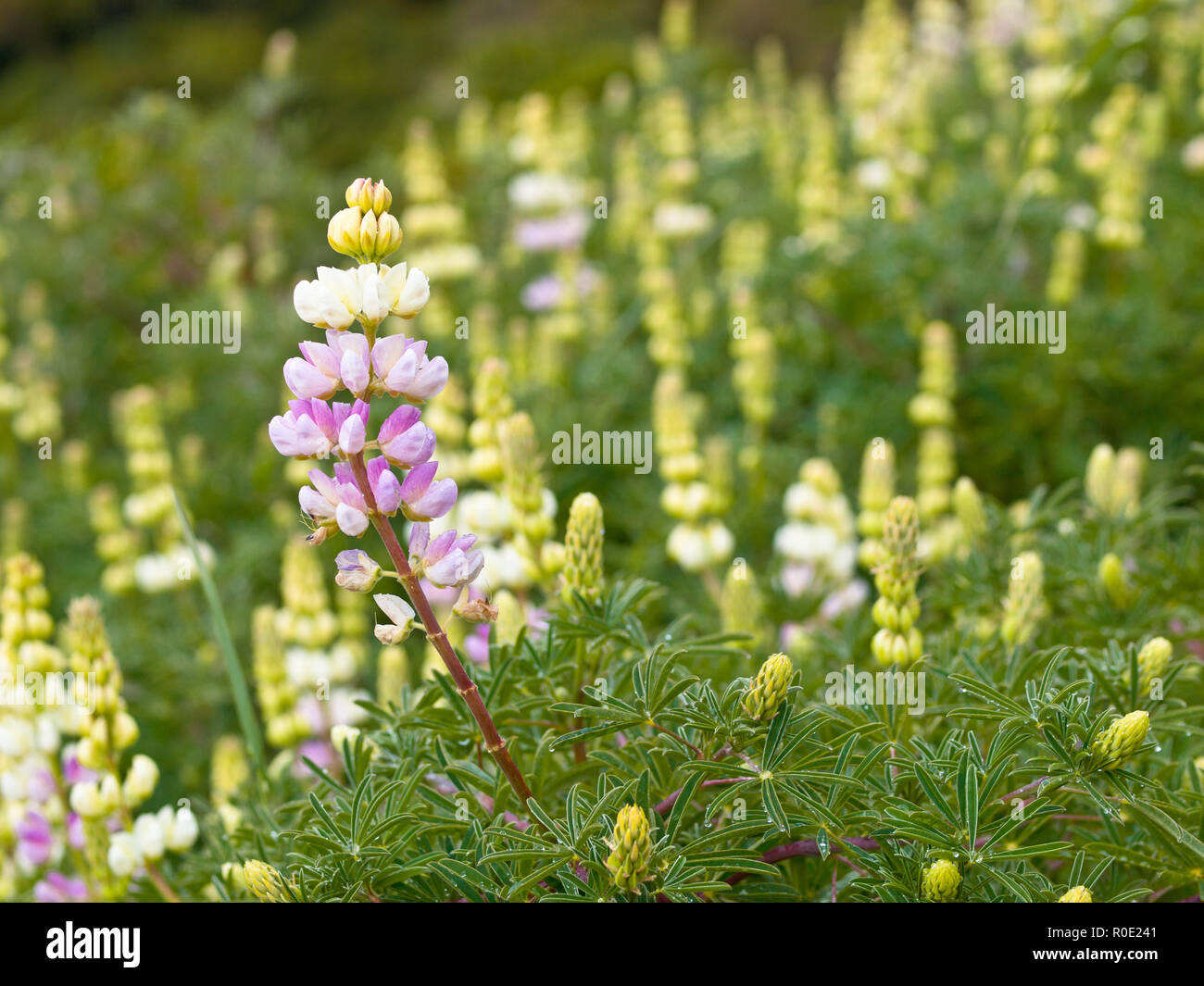 Group of lupin flowers (Lupinus polyphyllus) in natural environment ...