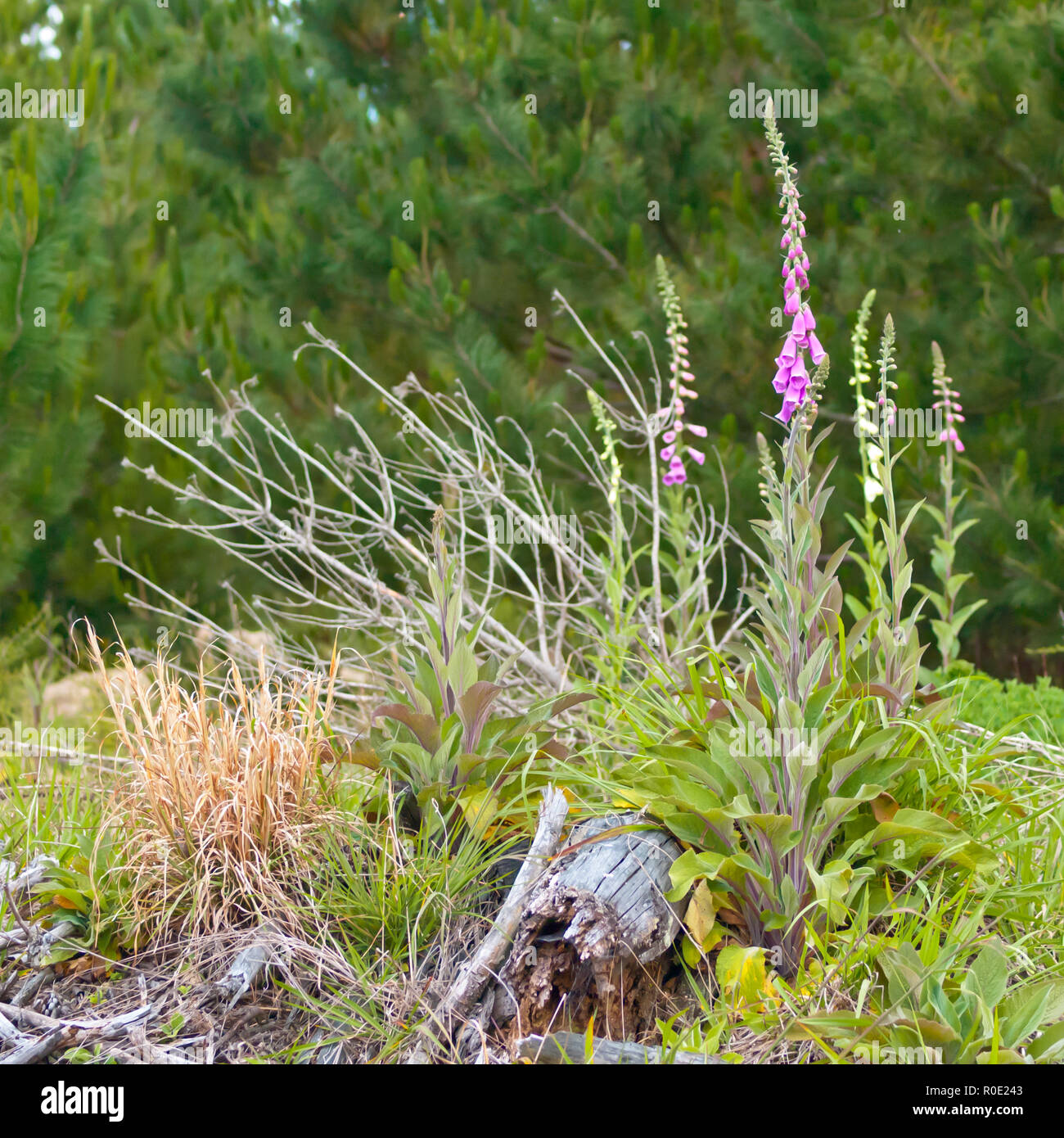 Wild foxglove hi-res stock photography and images - Alamy