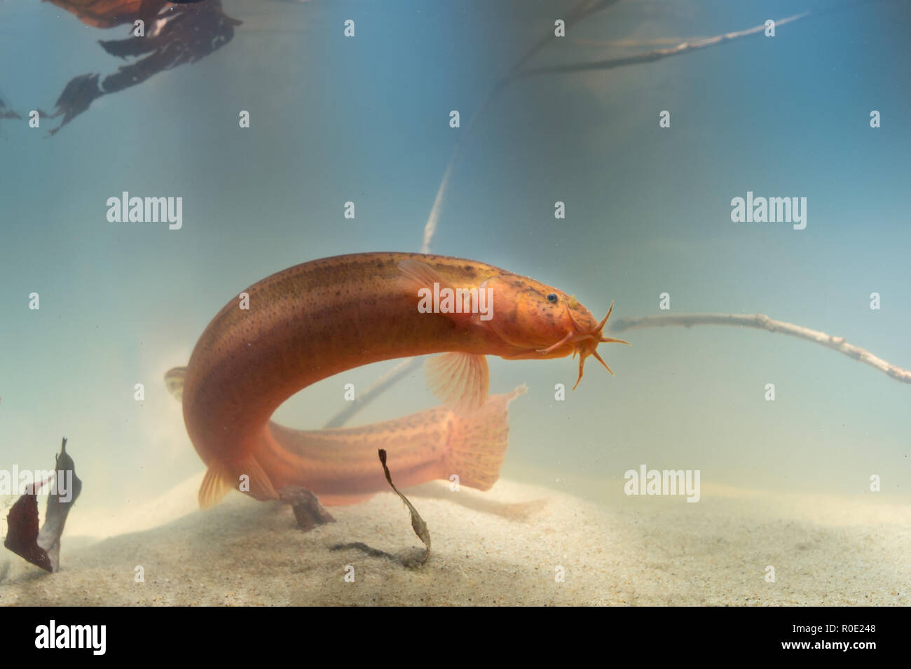 Misgurnus fossilis misgurnus fossilis hi-res stock photography and ...