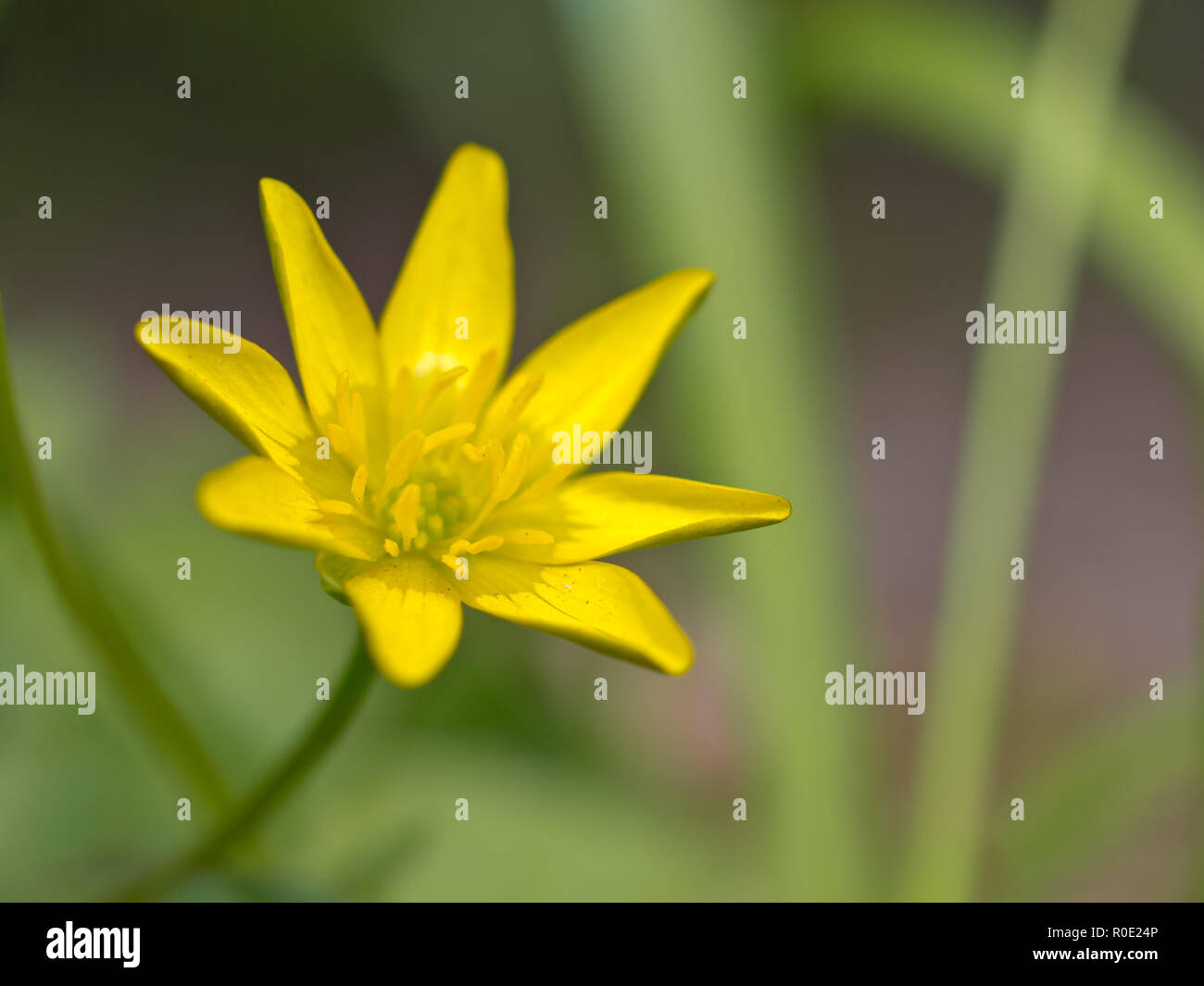 Fig wort hi-res stock photography and images - Alamy