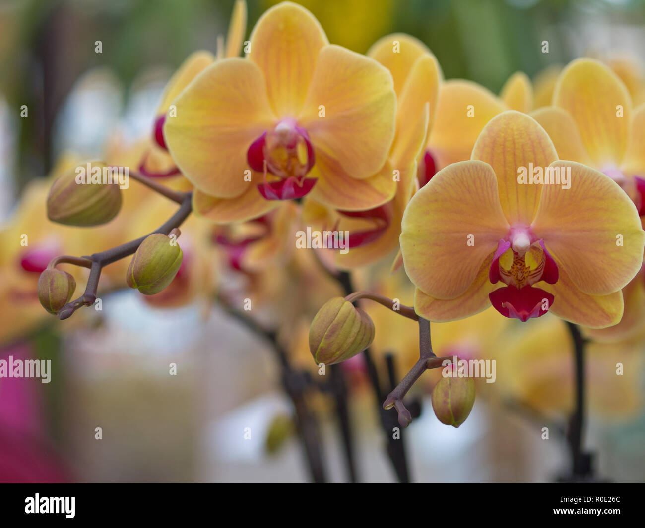 Gele bloem hi-res stock photography and images - Alamy