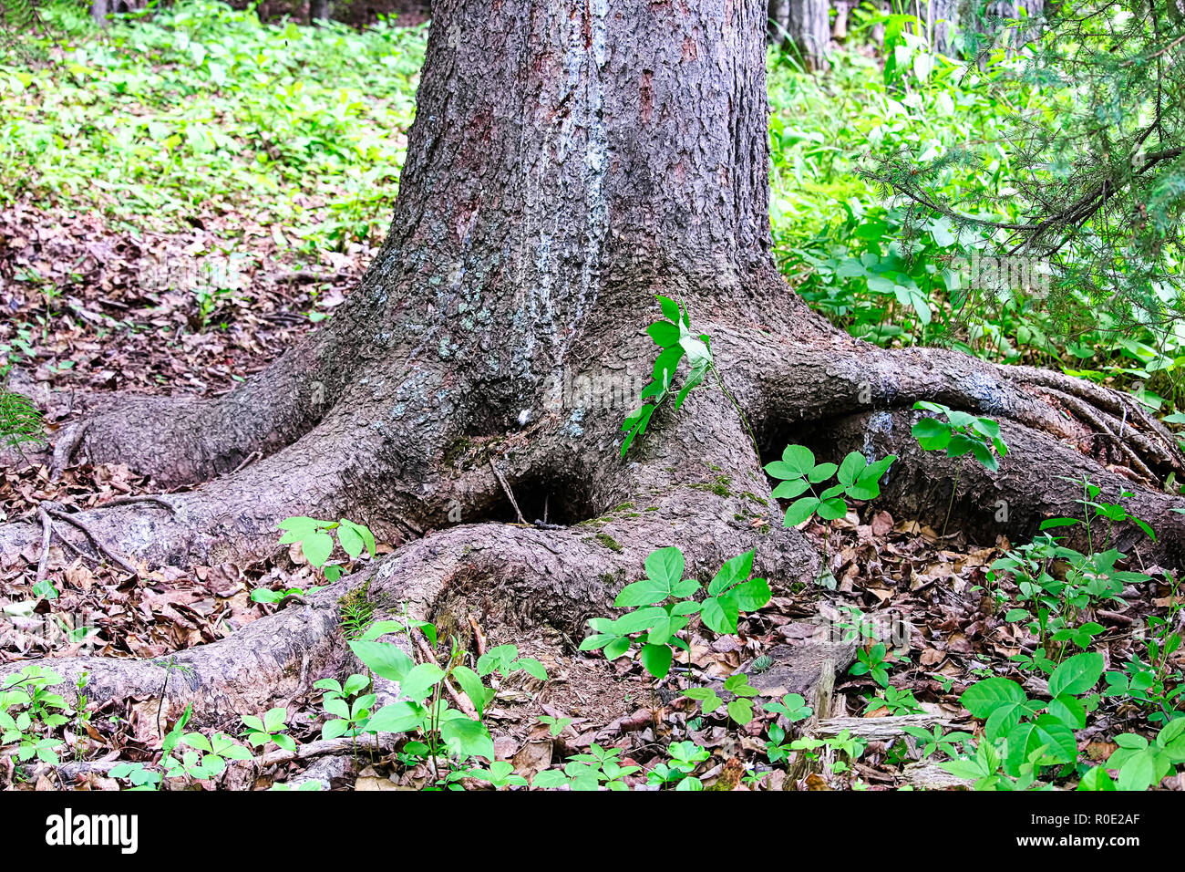 Spruce roots hi-res stock photography and images - Alamy