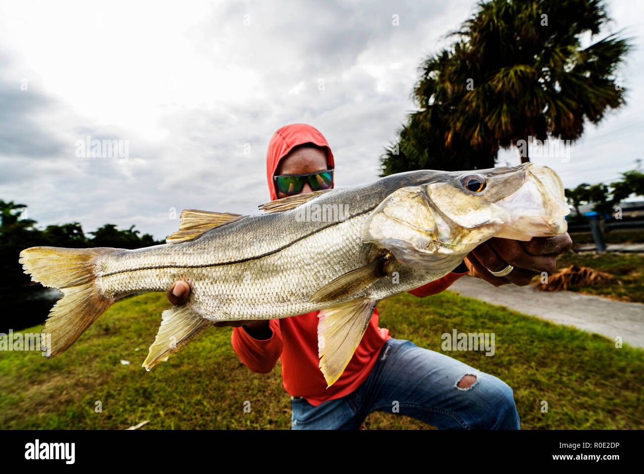 Snook florida hi-res stock photography and images - Alamy