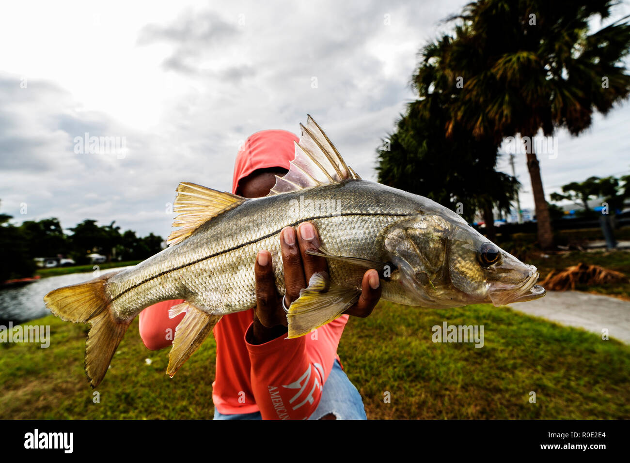 Snook florida hi-res stock photography and images - Alamy