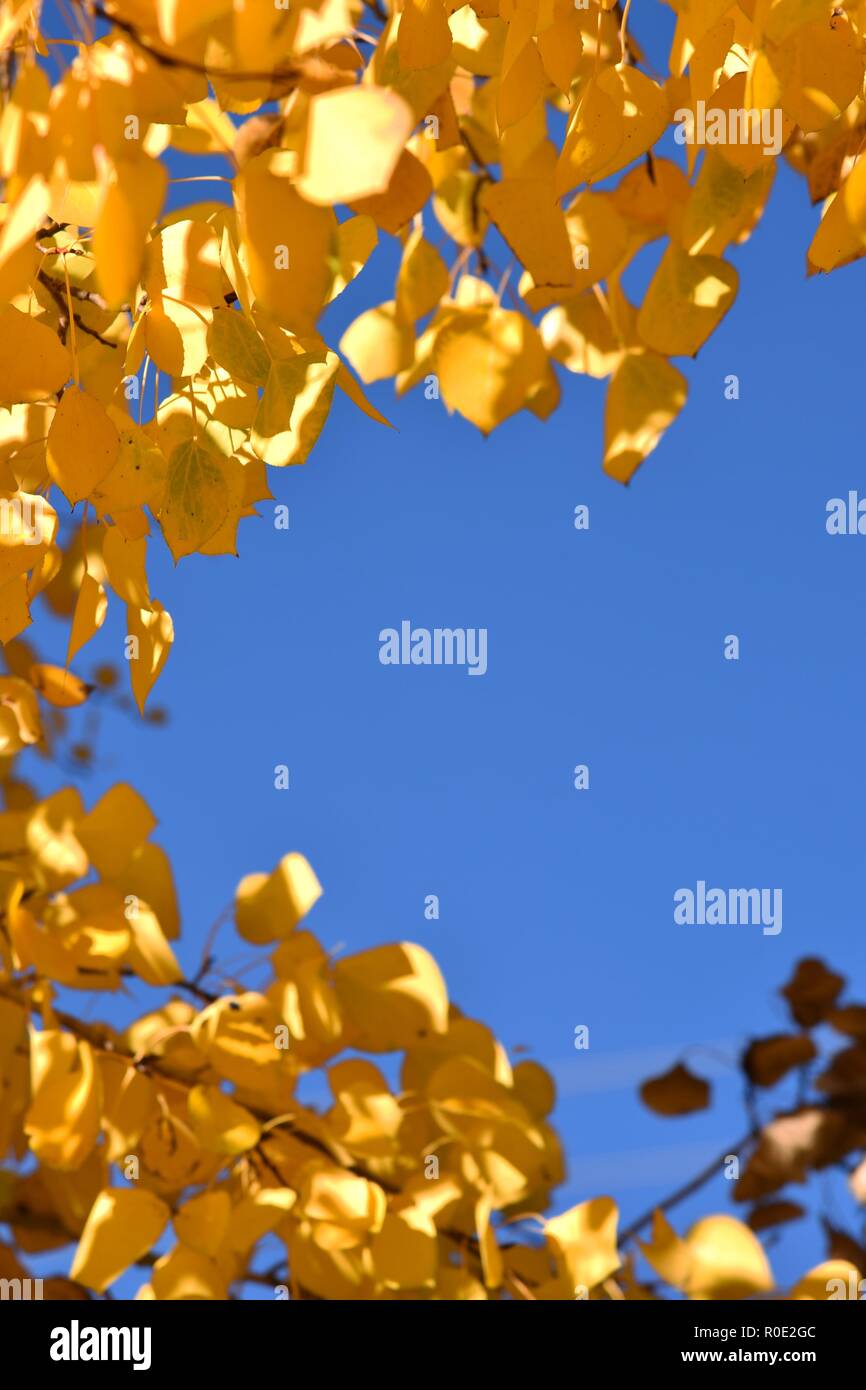 Leaves changing color in Flagstaff Arizona Stock Photo - Alamy