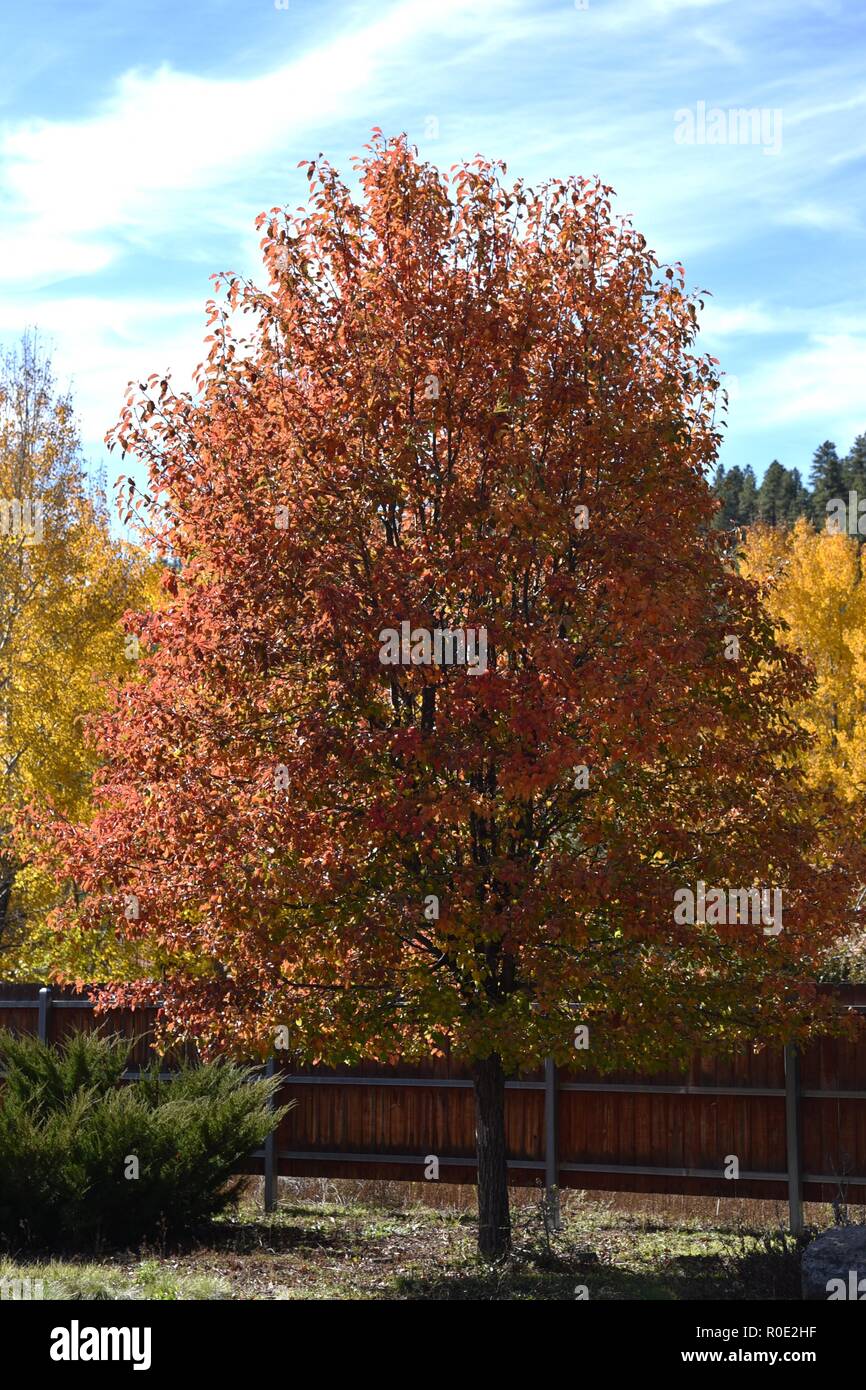 Leaves changing color in Flagstaff Arizona Stock Photo - Alamy